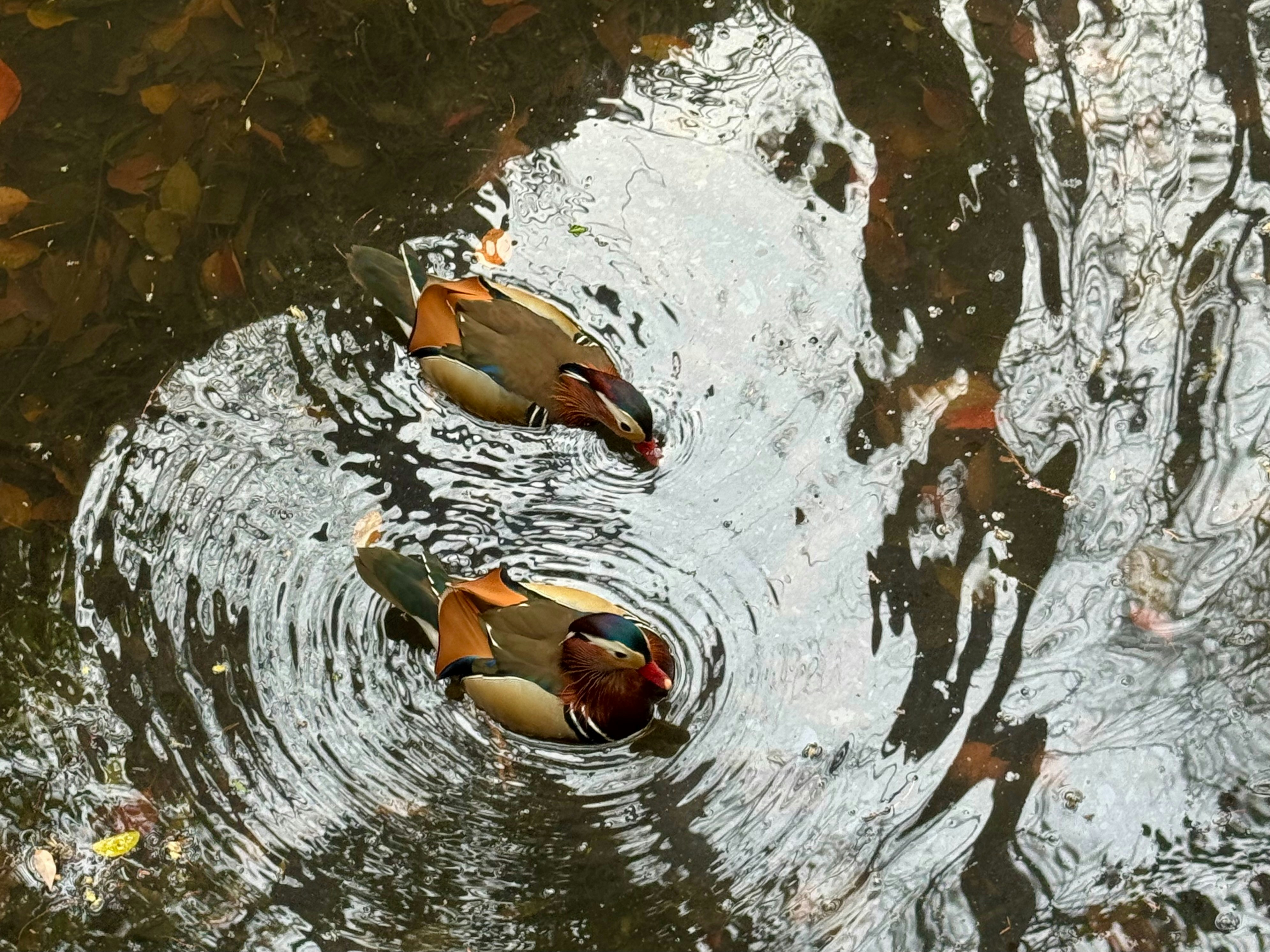 Harmony in Ripples: A Dance of Mandarin Ducks