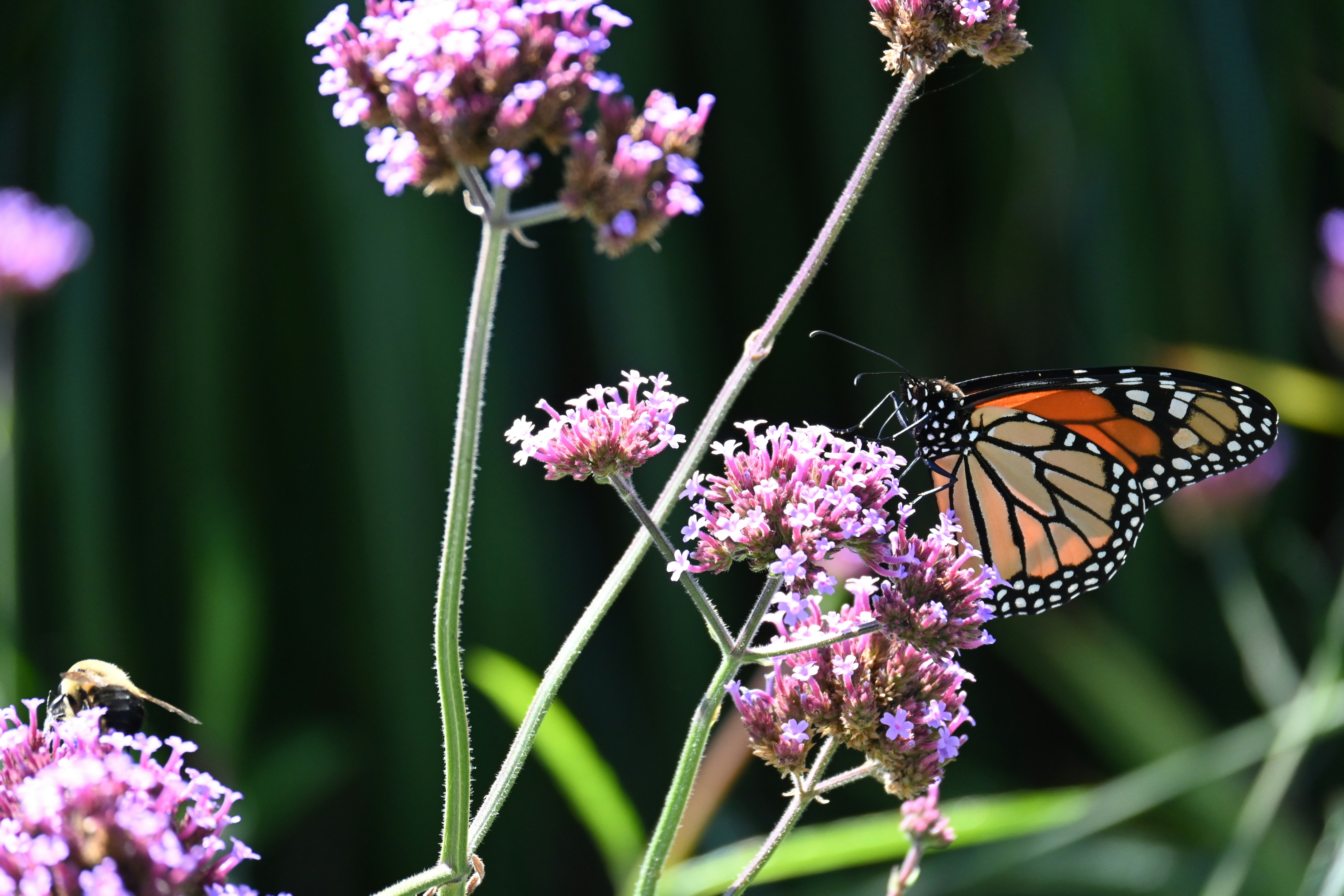 Monarch butterfly perched delicately on vibrant purple flowers, with a bee nearby, showcasing the beauty of nature's interactions.