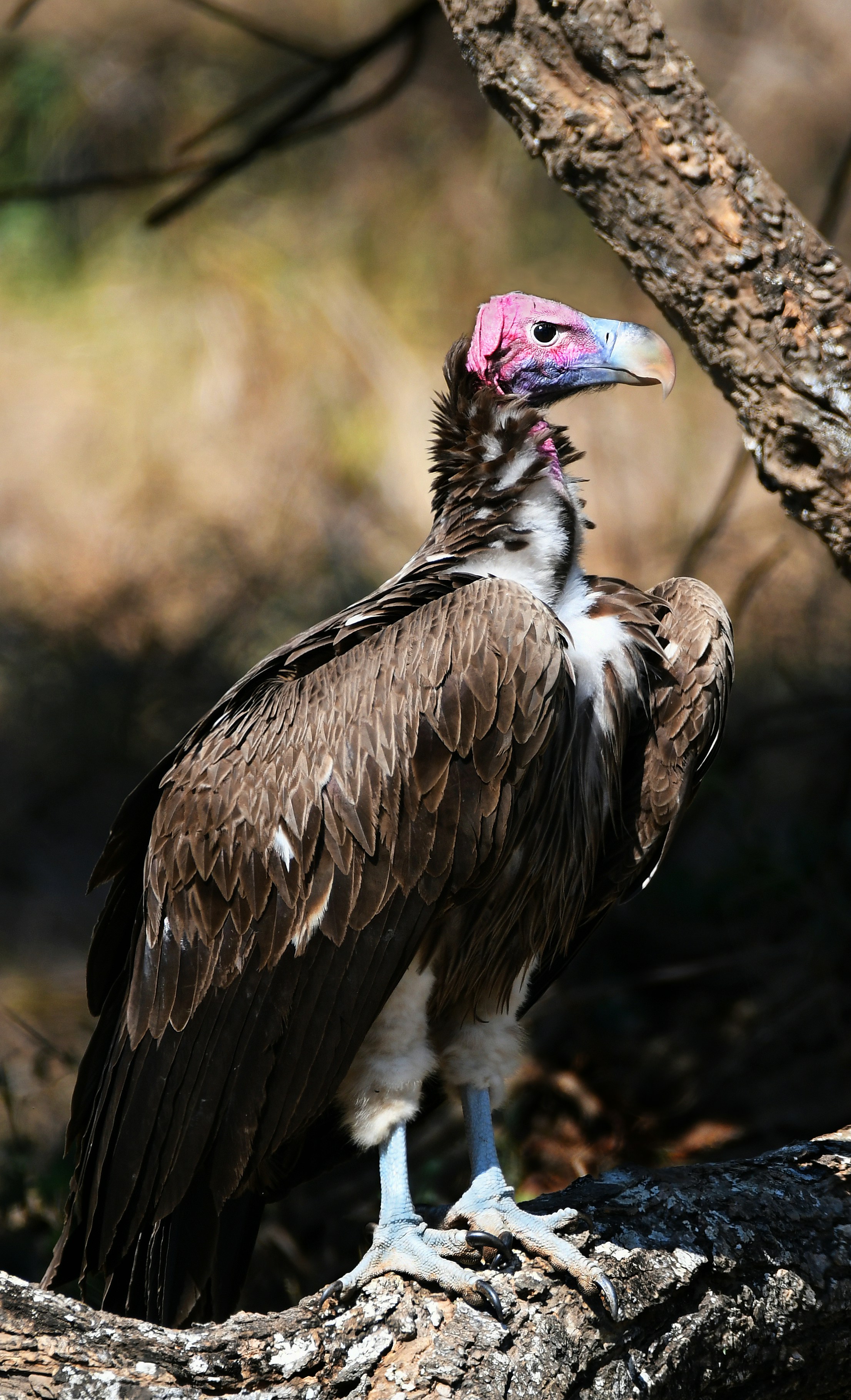 A Lappet-faced vulture, waiting patiently. | A vulture with a pink head perched on a branch.
