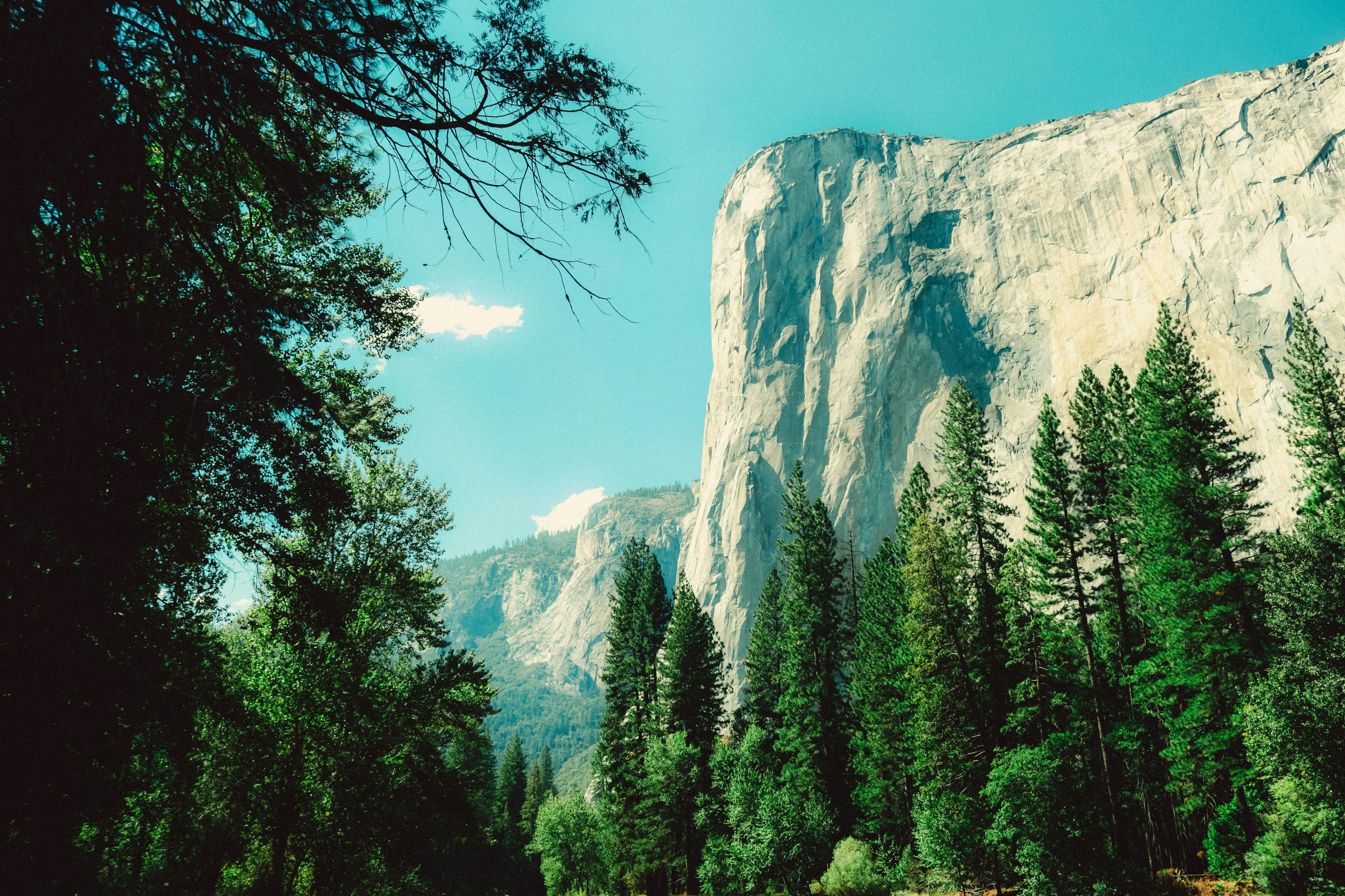 Granite Sentinel under a Cobalt Sky: El Capitan Rising Among Pine Forest