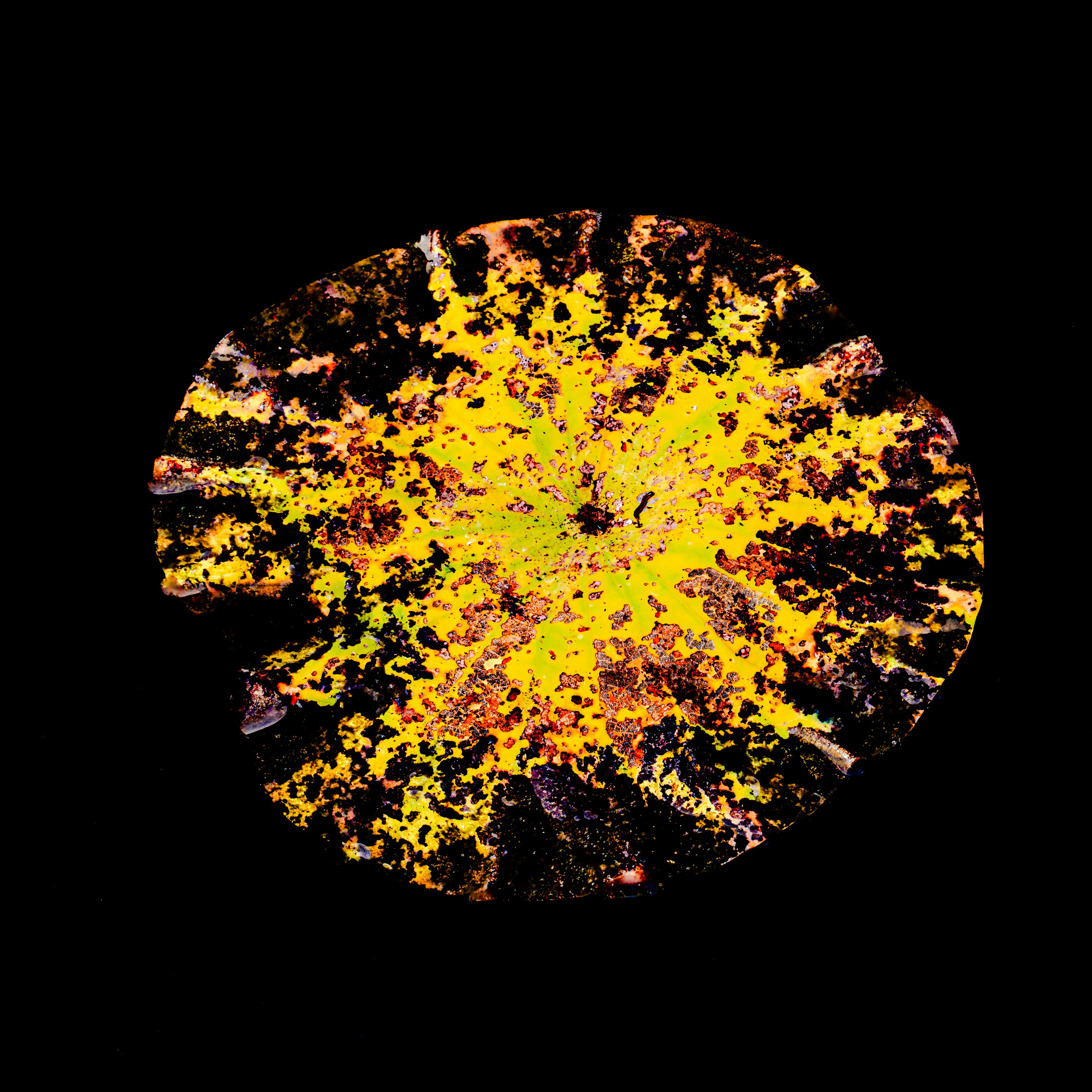 Nature's Kaleidoscope: The Vibrant Dance of Colors