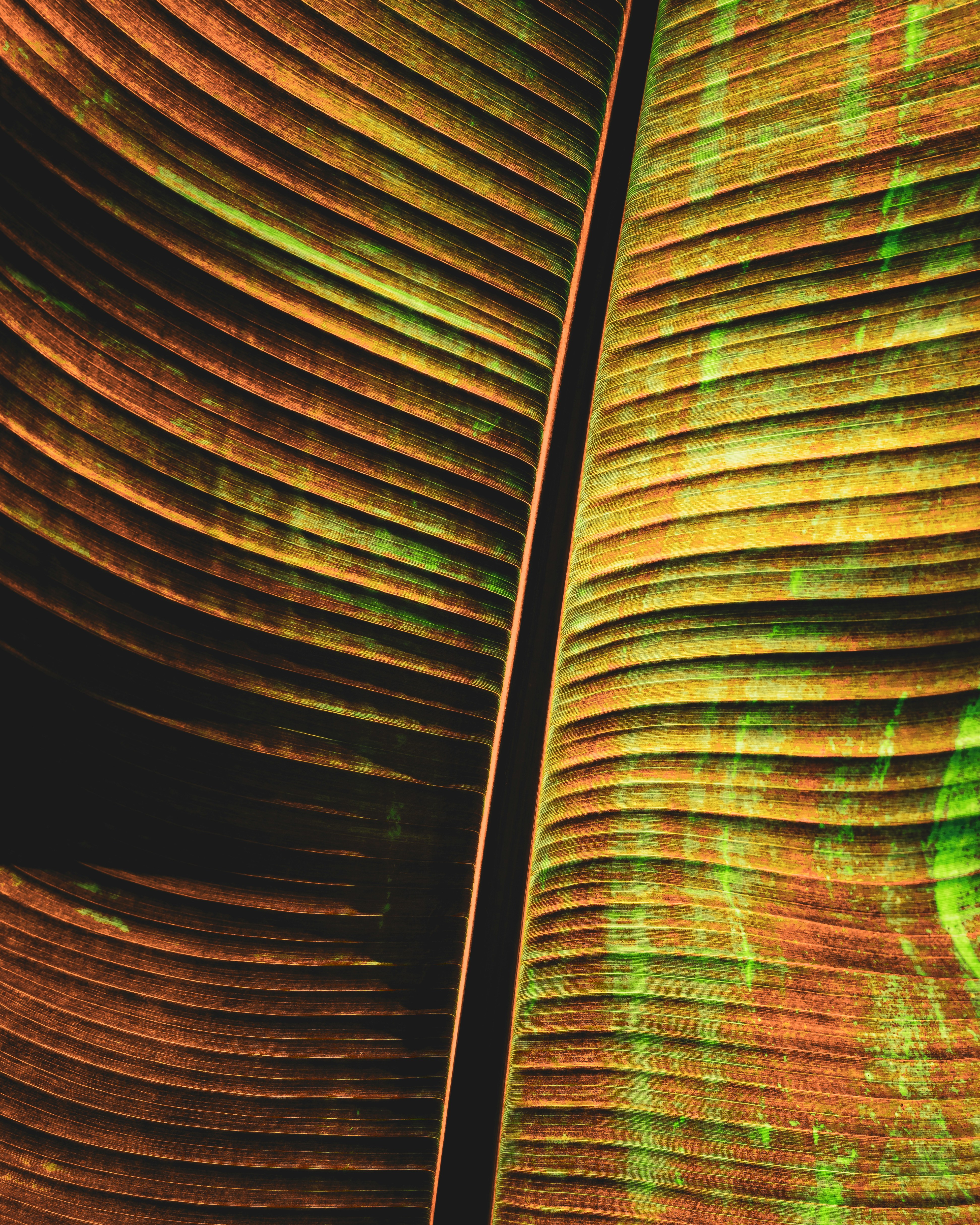 A banana leaf | Close-up of textured banana leaves with warm colors.
