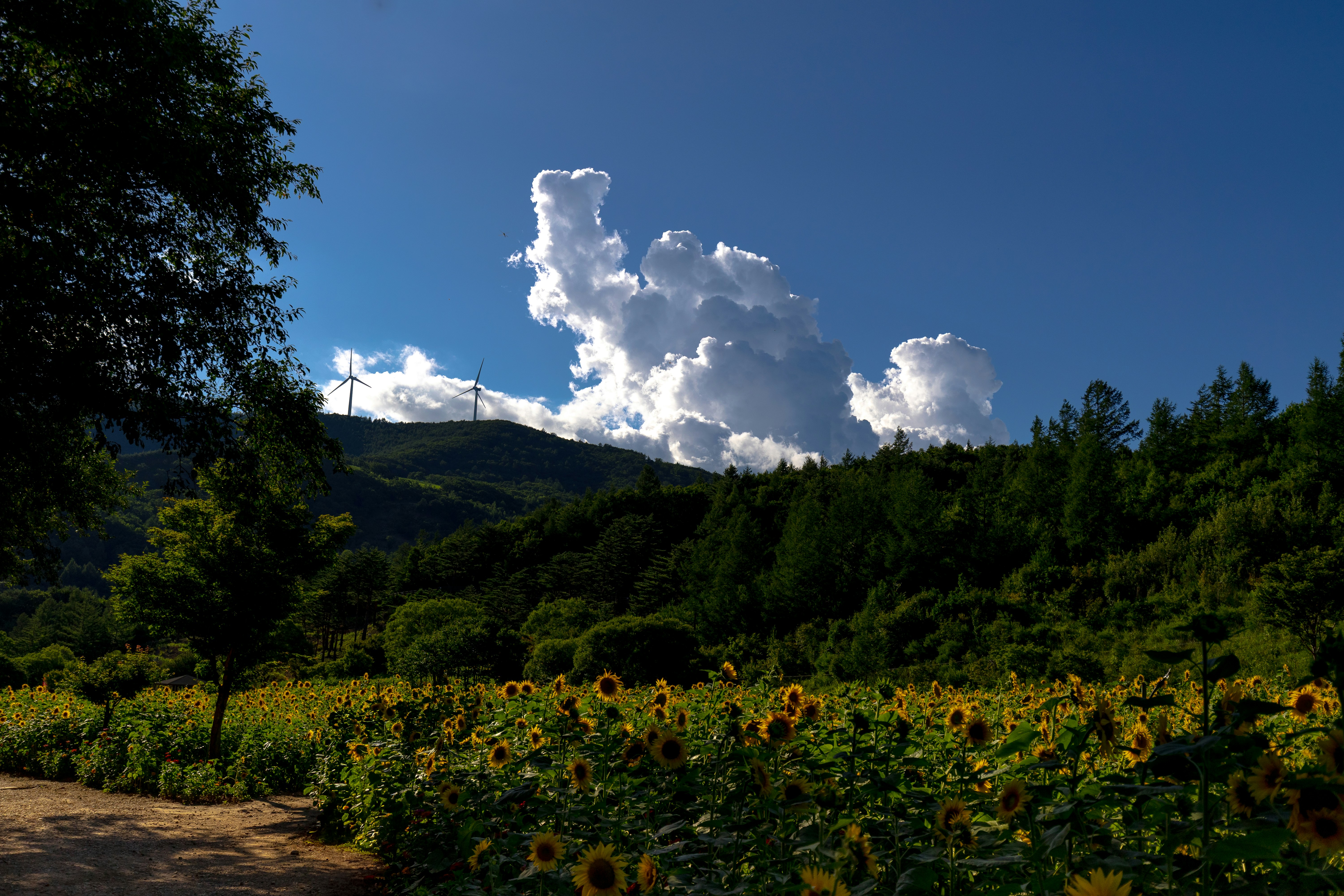 Sunflower field under a dramatic cloudy sky