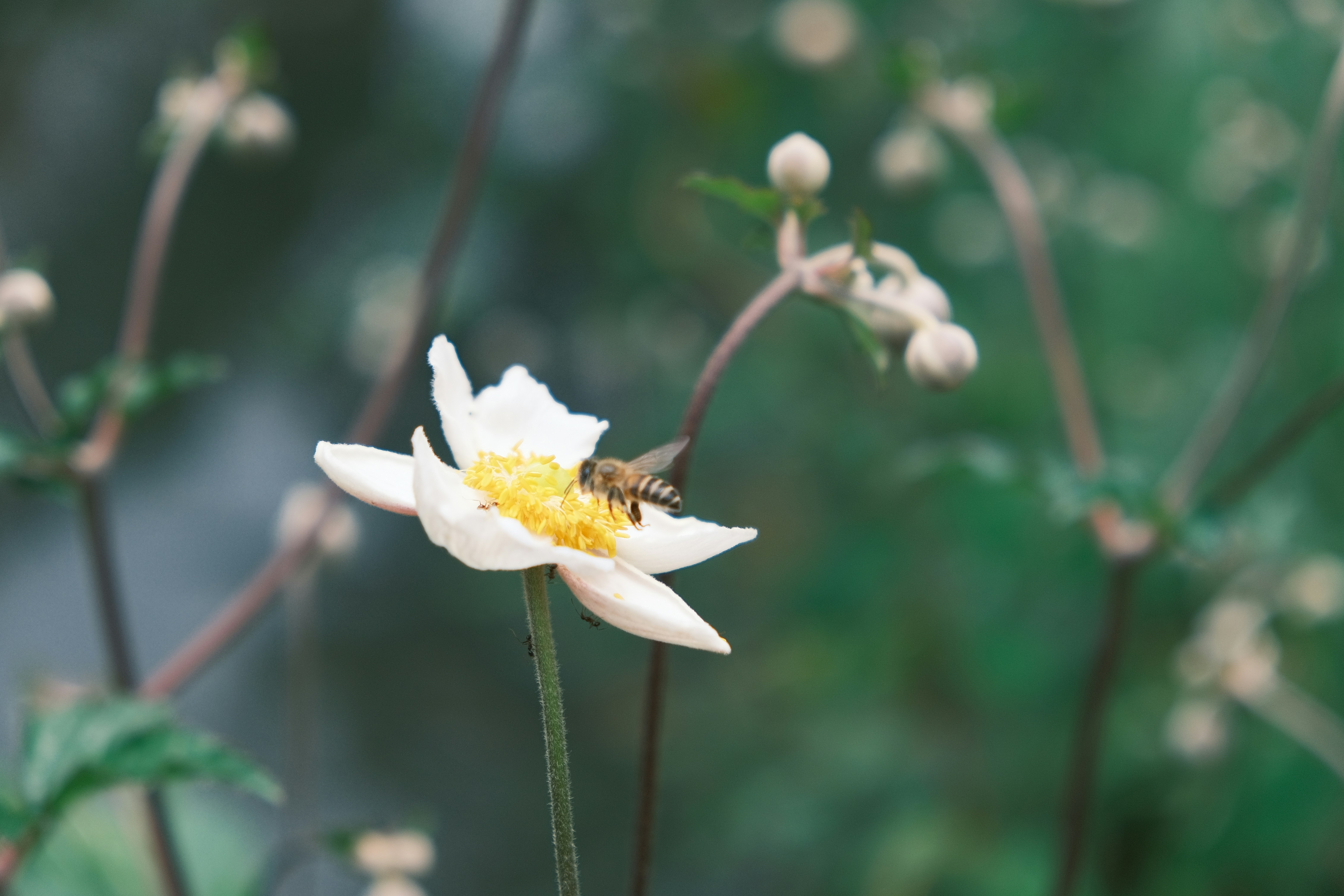 The Dance of Nature: Pollination in Motion