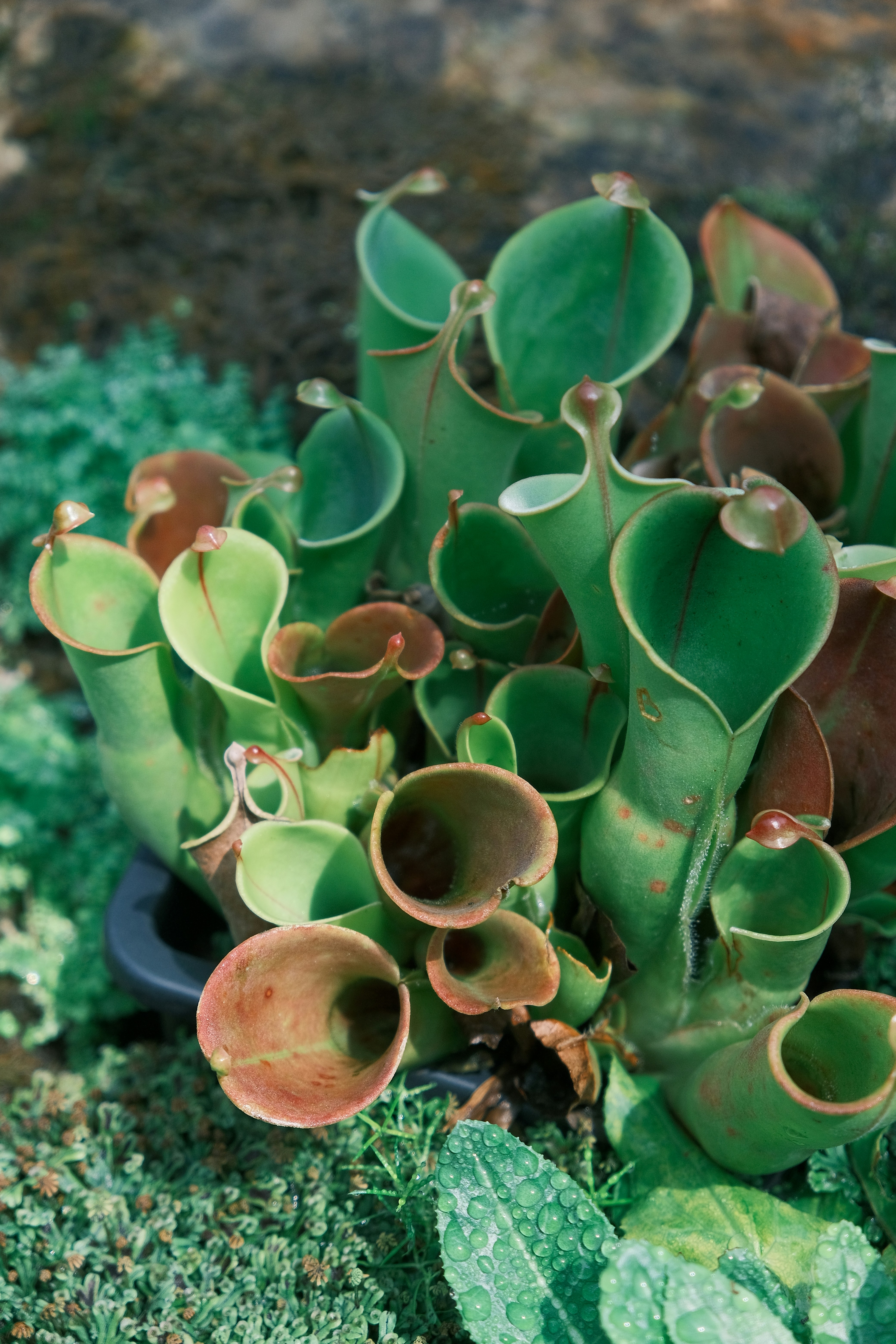 Cluster of vibrant pitcher plants showcasing their unique tubular shapes and colors in a lush environment.