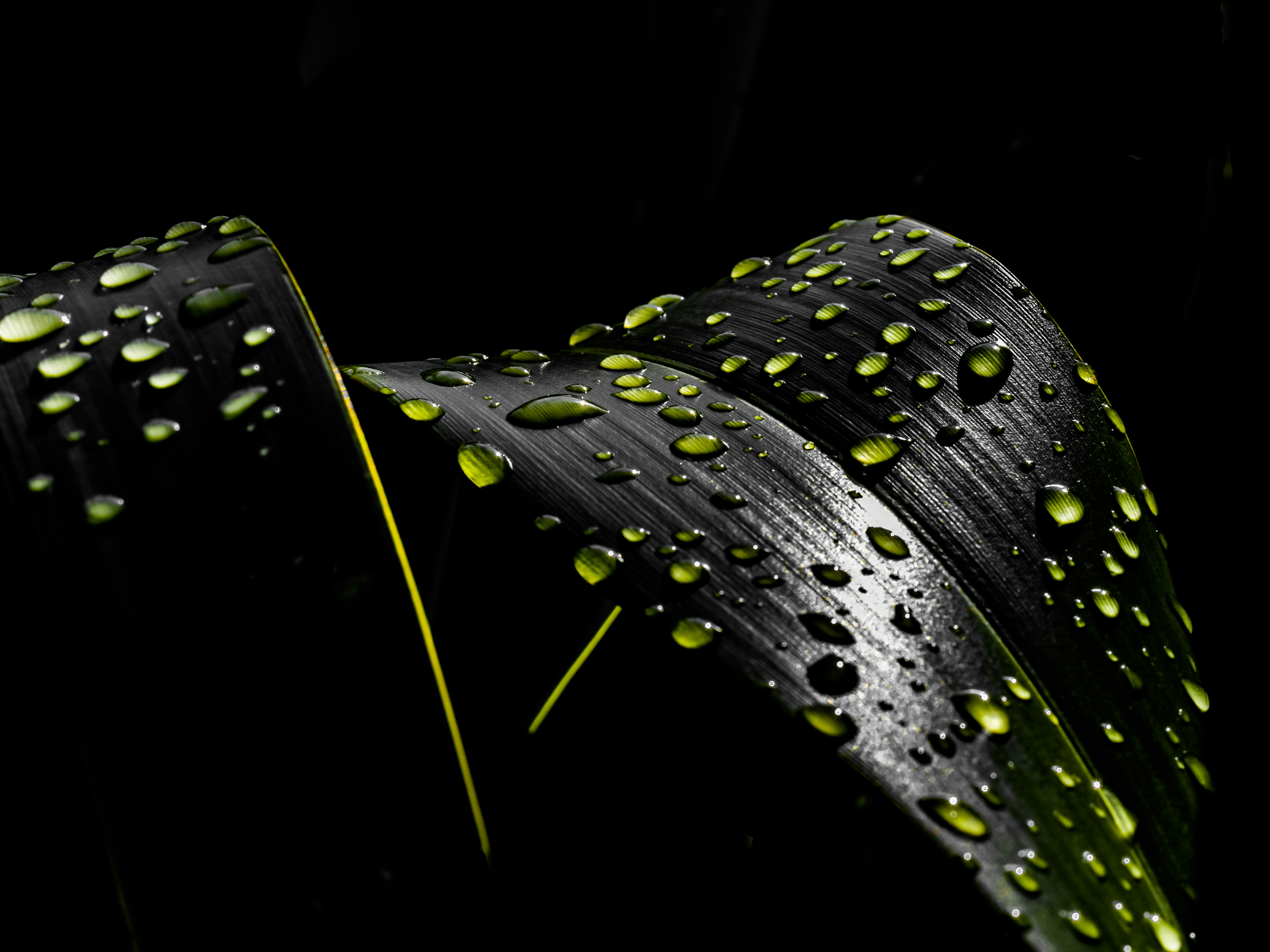 Some rain drops on a New Zealand flax leaf (Phormium cookianum) | Dark leaf with water droplets on black background