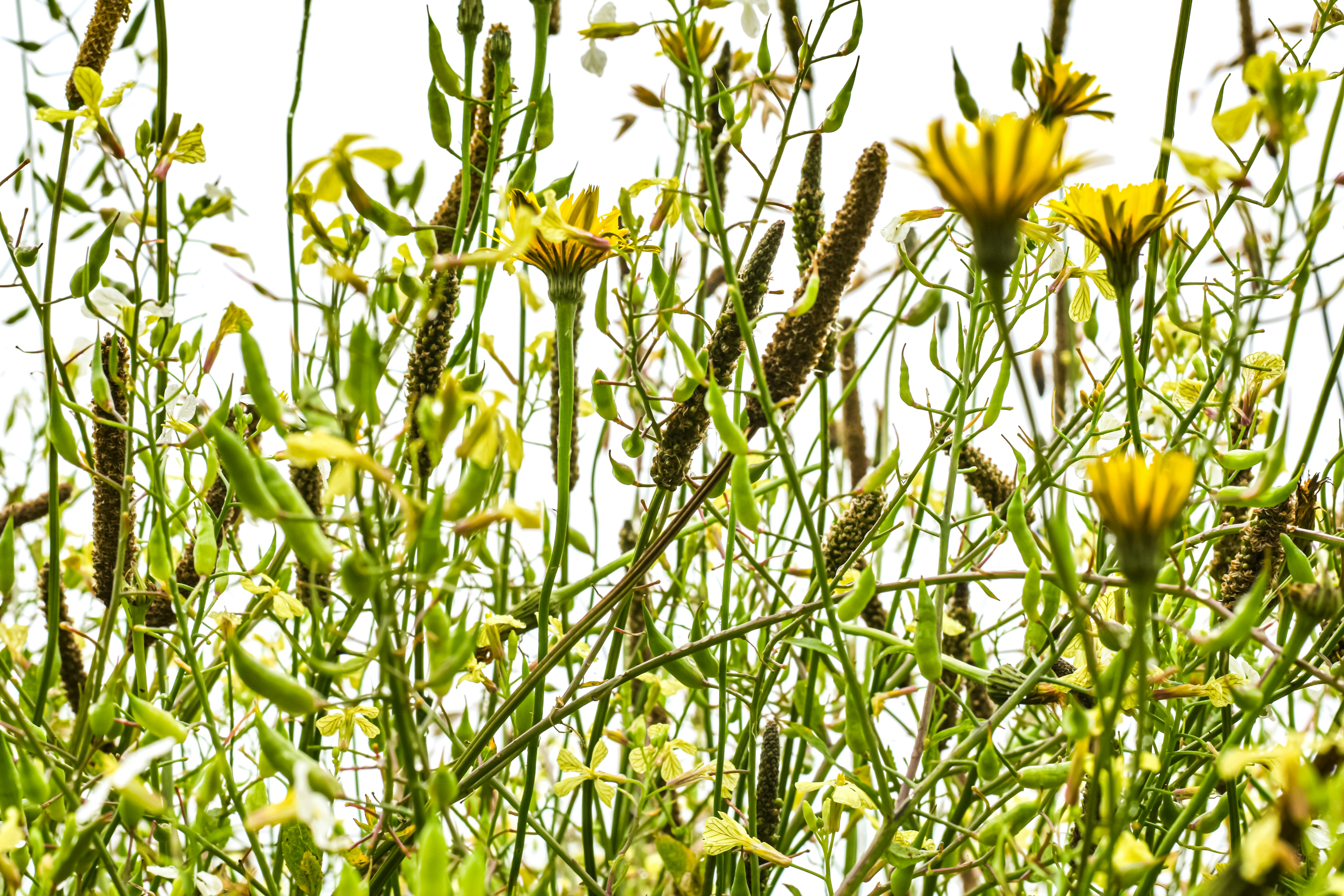 Whispers of a Sunlit Meadow
