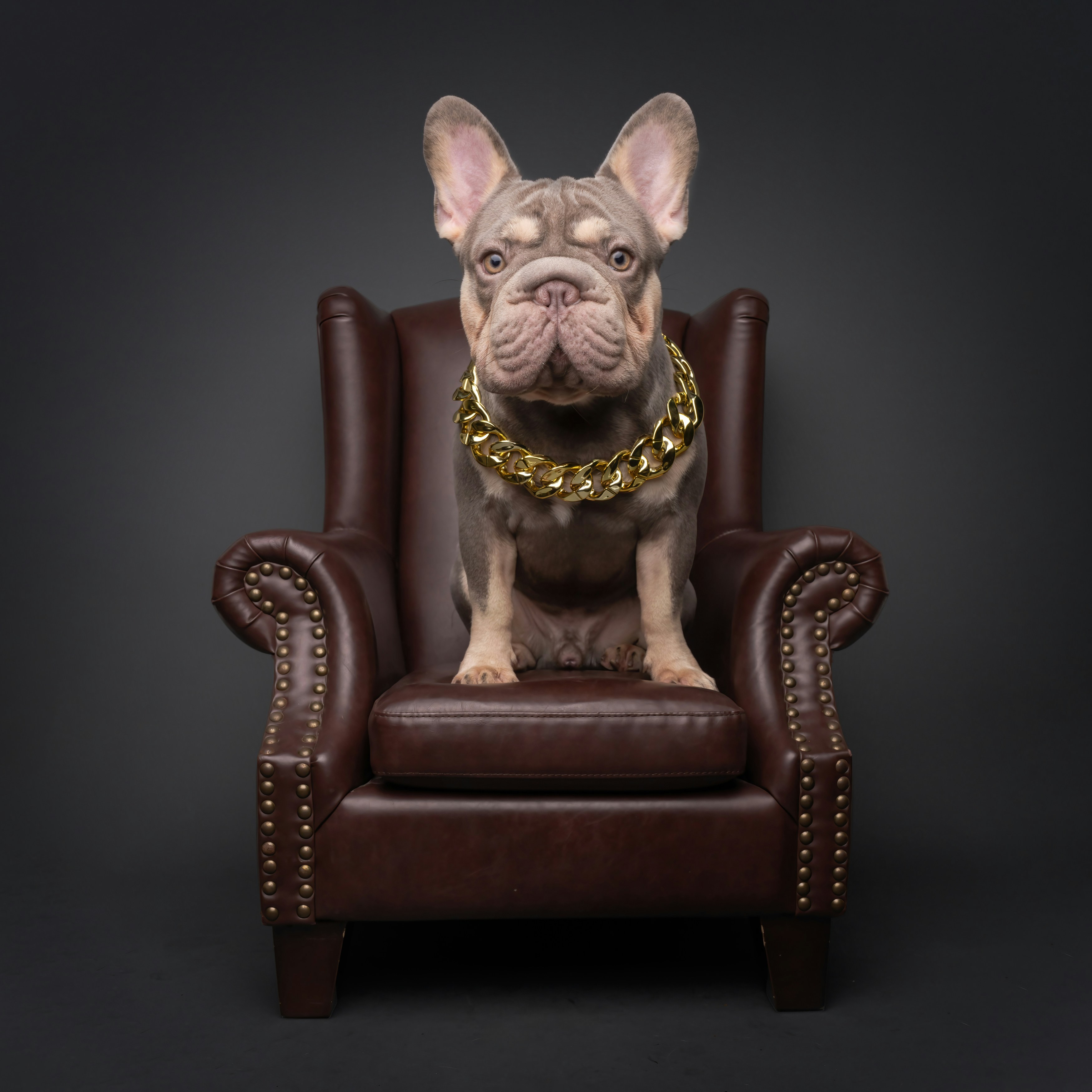 Regal Pooch in a Plush Throne