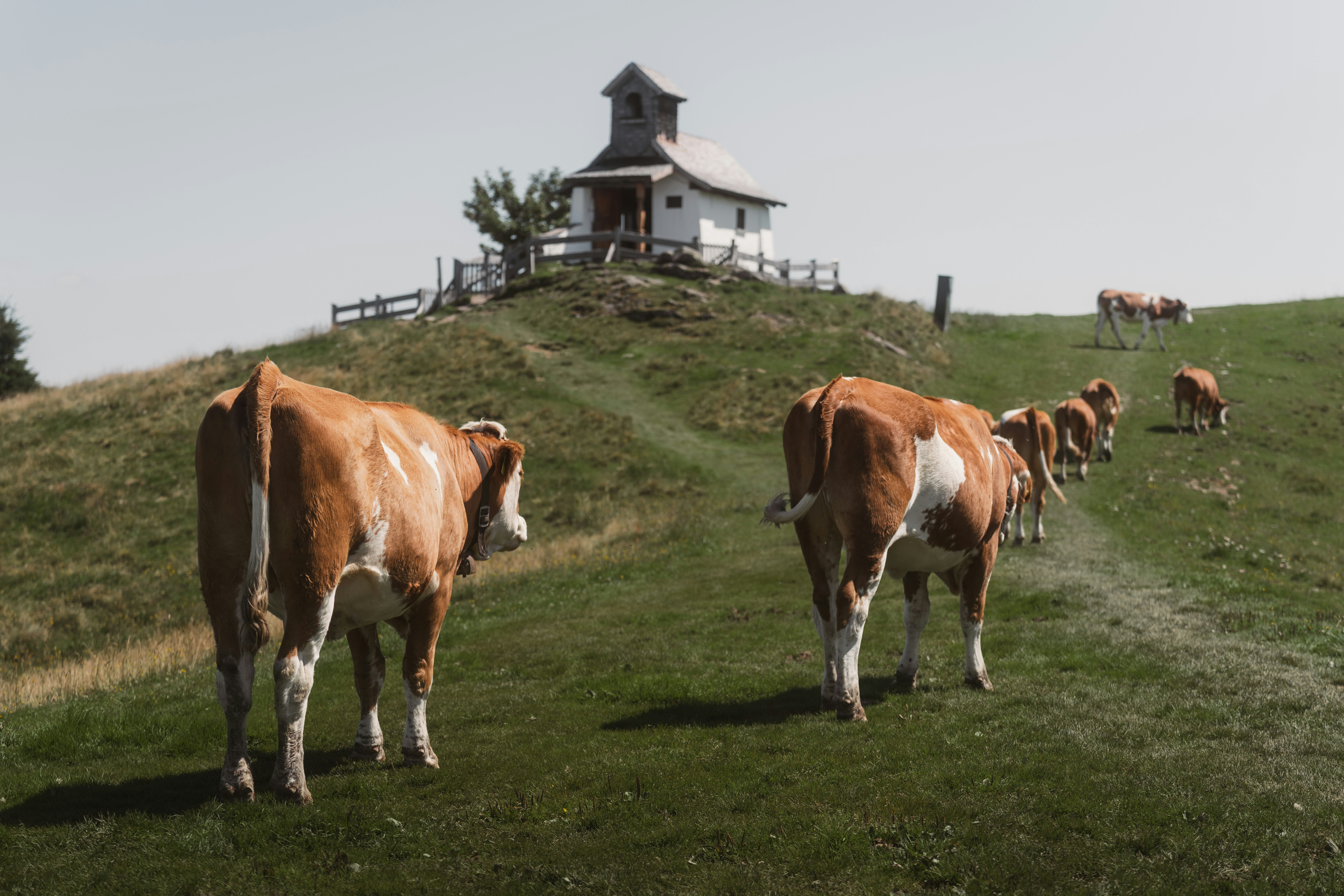 Pastoral Journey: Cows on a Hillside Path