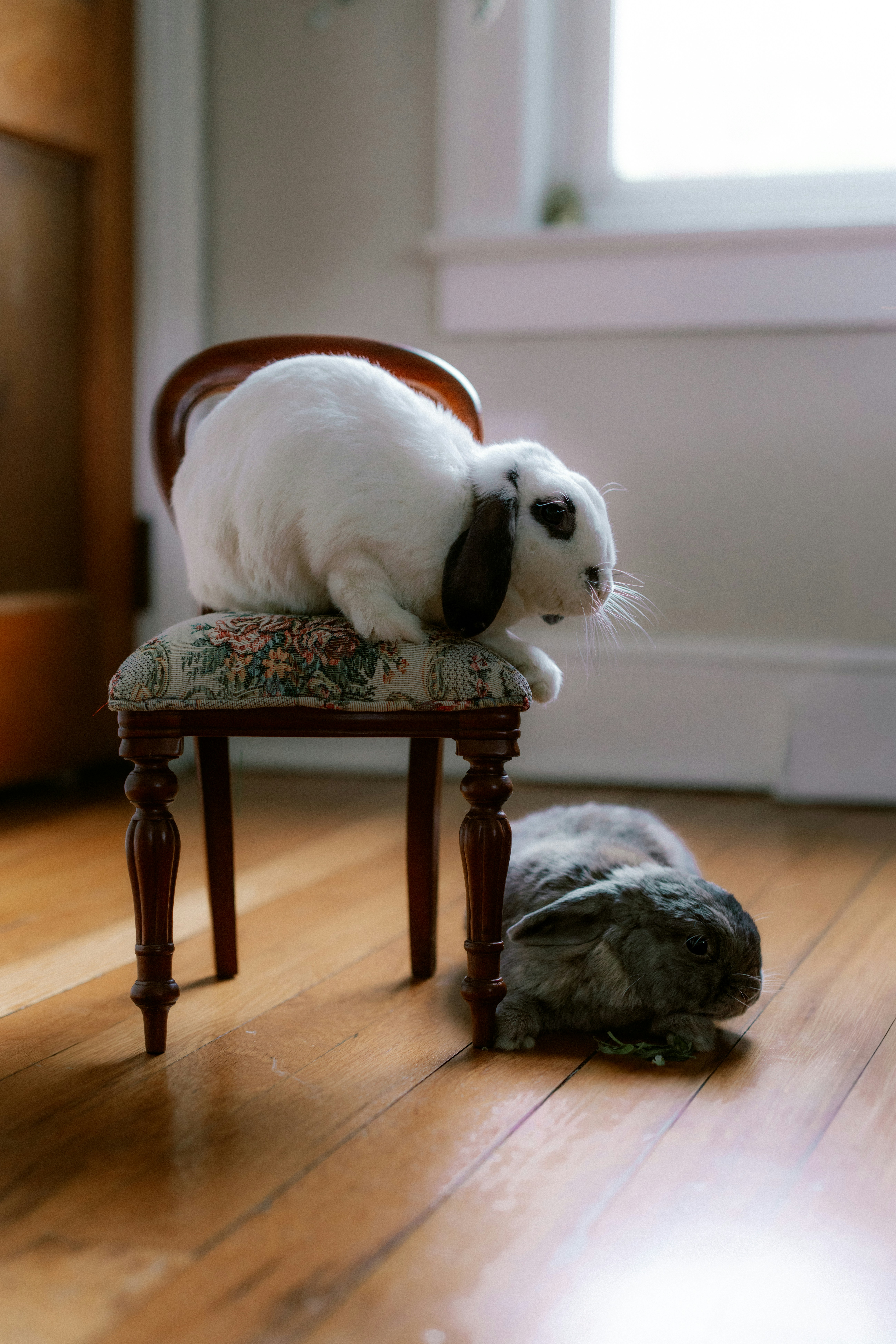 A white rabbit perched on a small, floral-patterned chair observes a gray rabbit lounging on the wooden floor. The scene captures a moment of tranquility and curiosity.