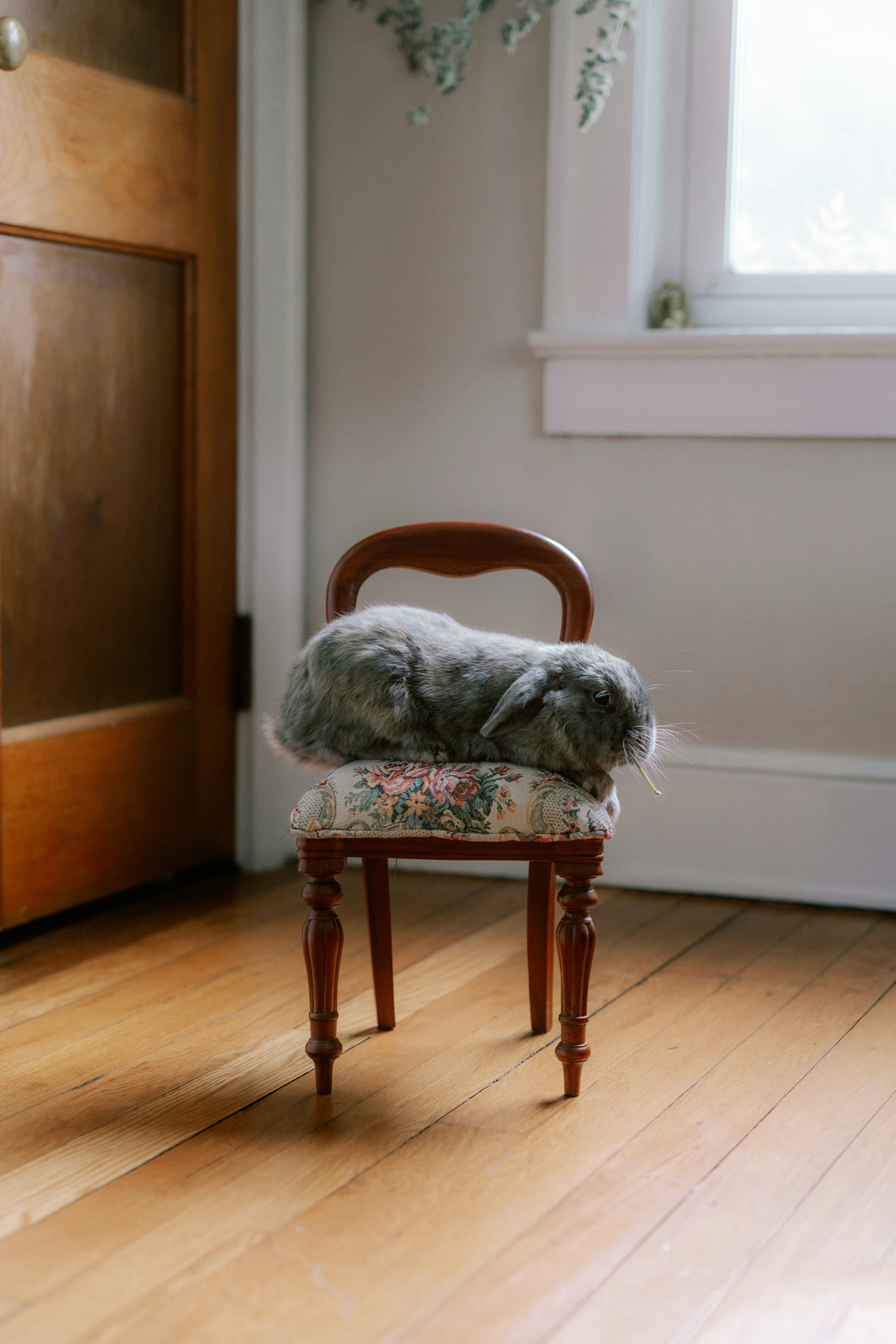 A fluffy gray rabbit rests on a floral chair.
