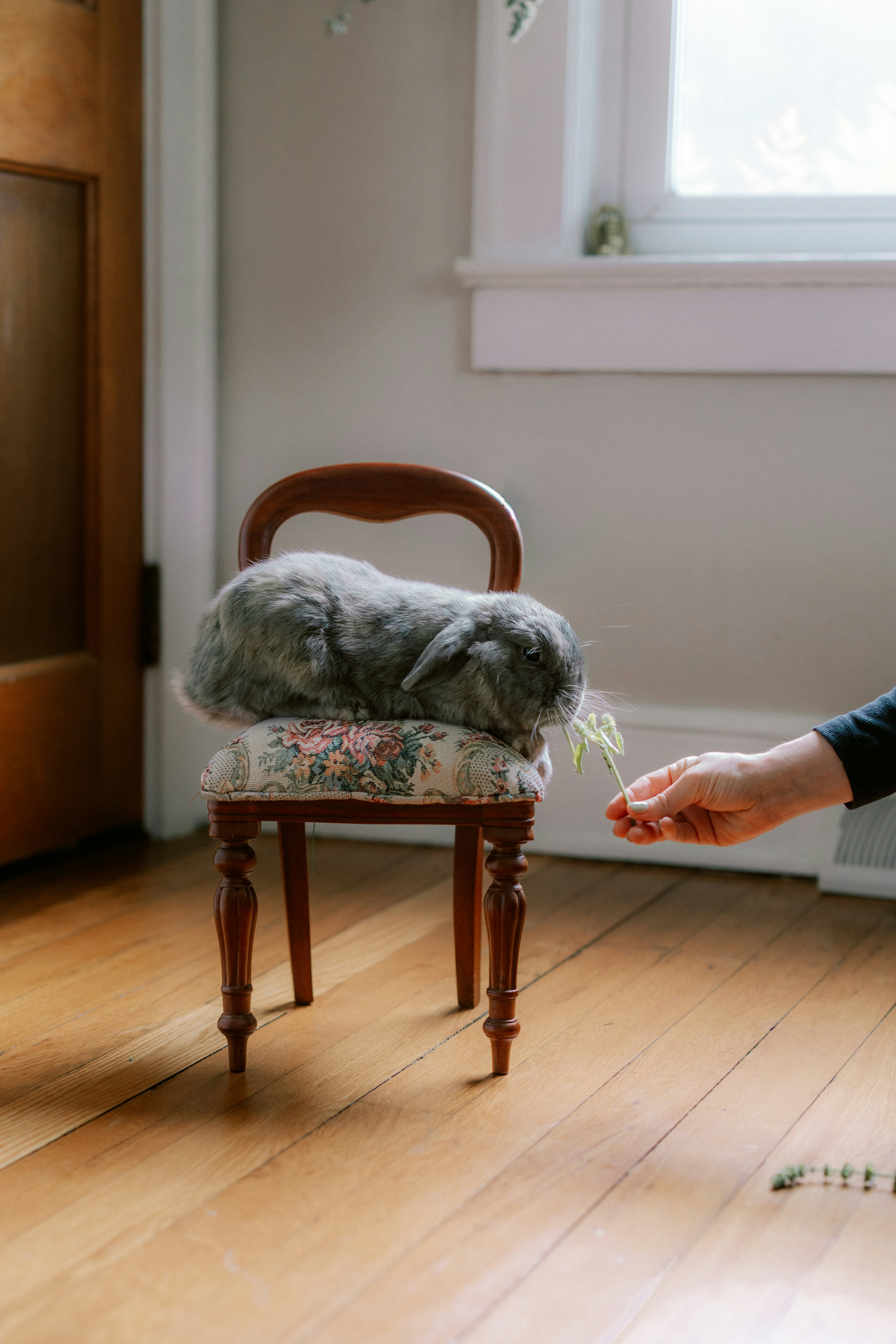 Whiskers and Whimsy: A Cozy Moment