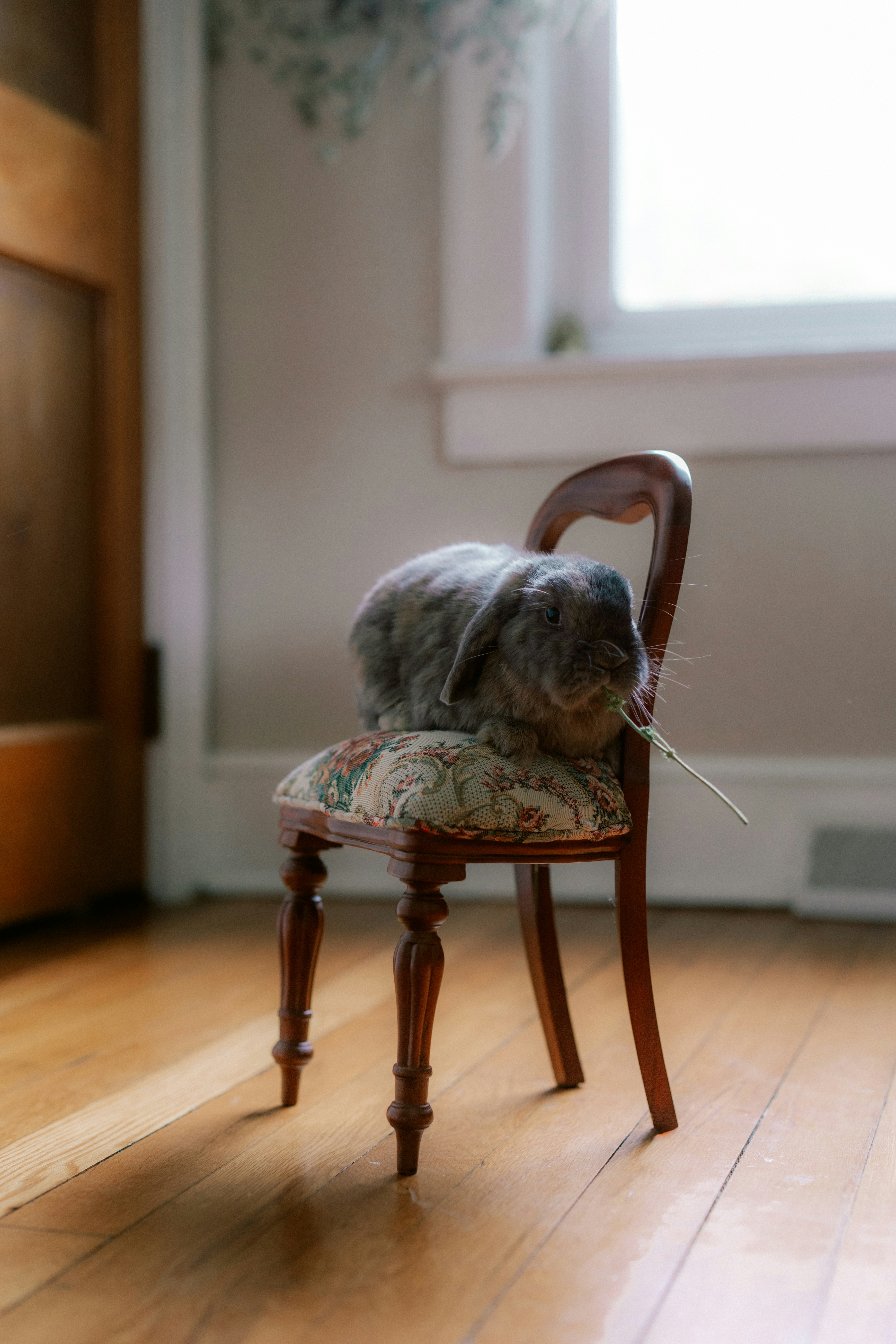 Whiskers on a Vintage Throne