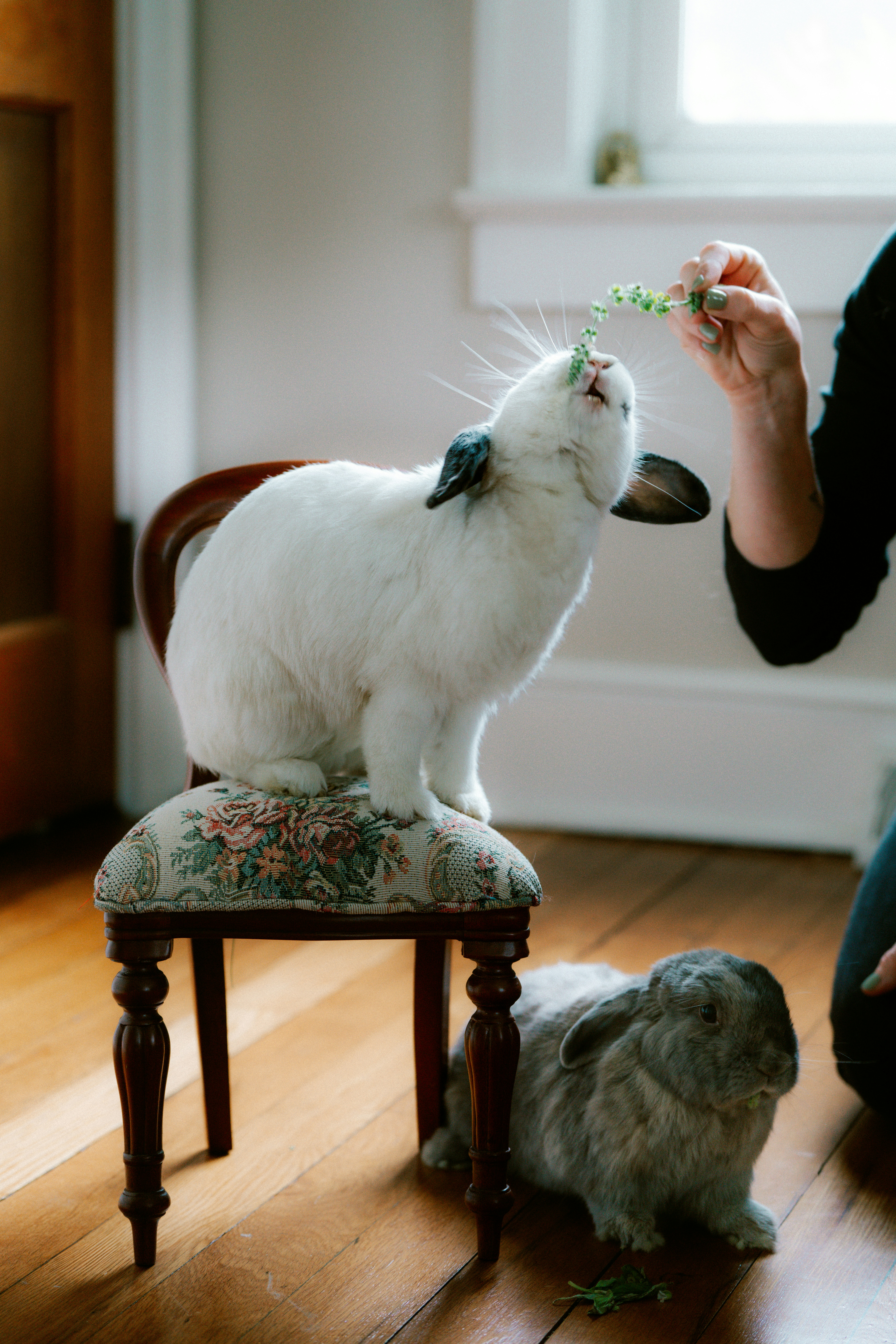 Green Offer on a Floral Stool: A White Rabbit's Delicate Snack