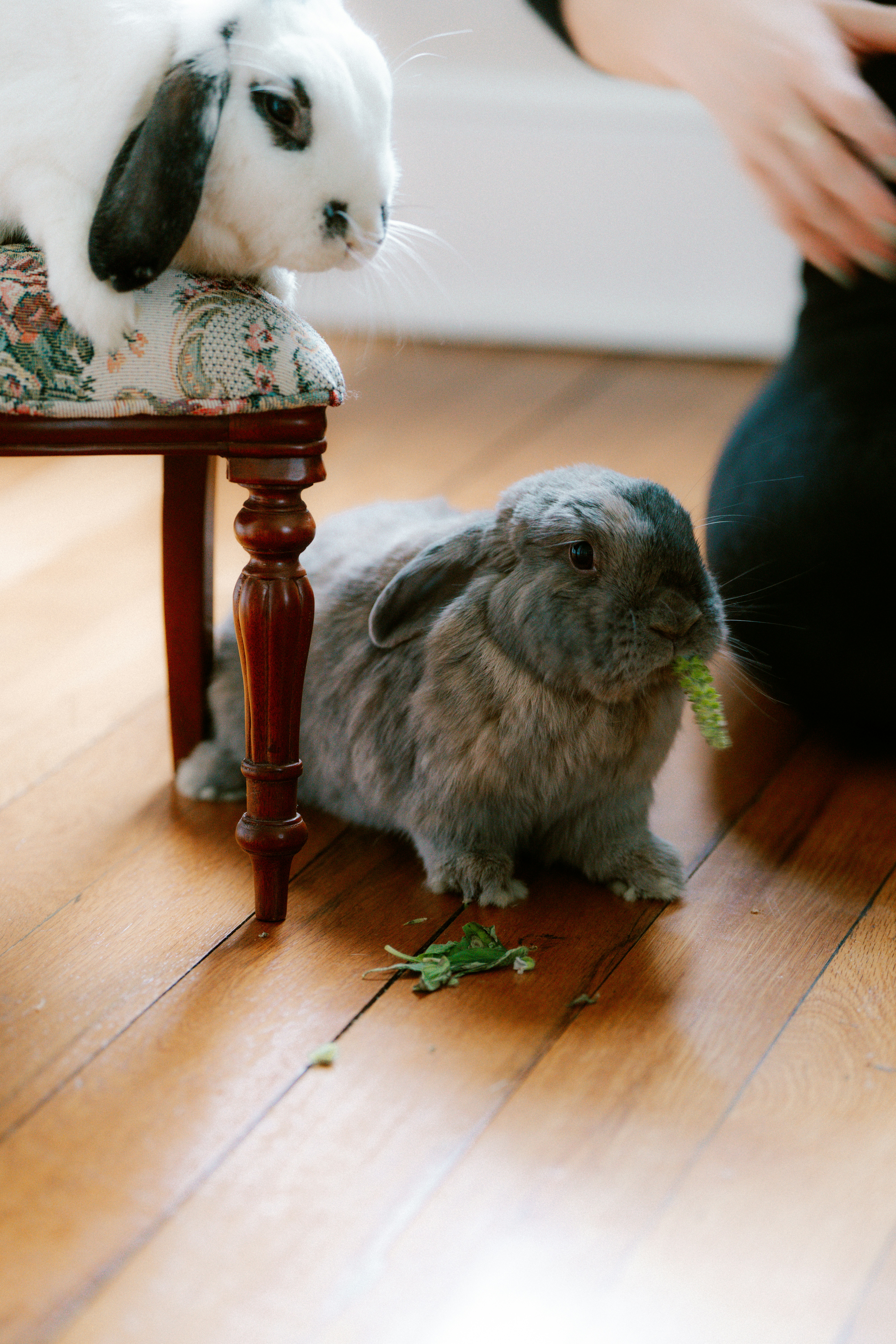 A Cozy Moment with Fluffy Companions