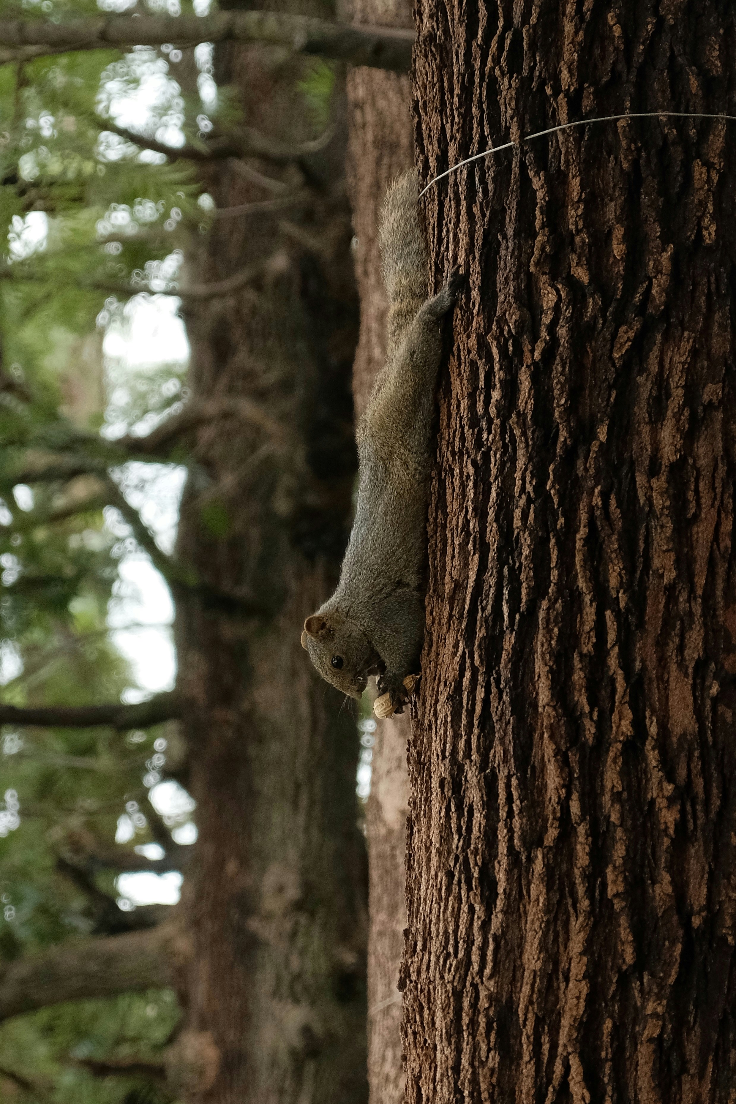 Squirrel climbing up a textured tree trunk.
