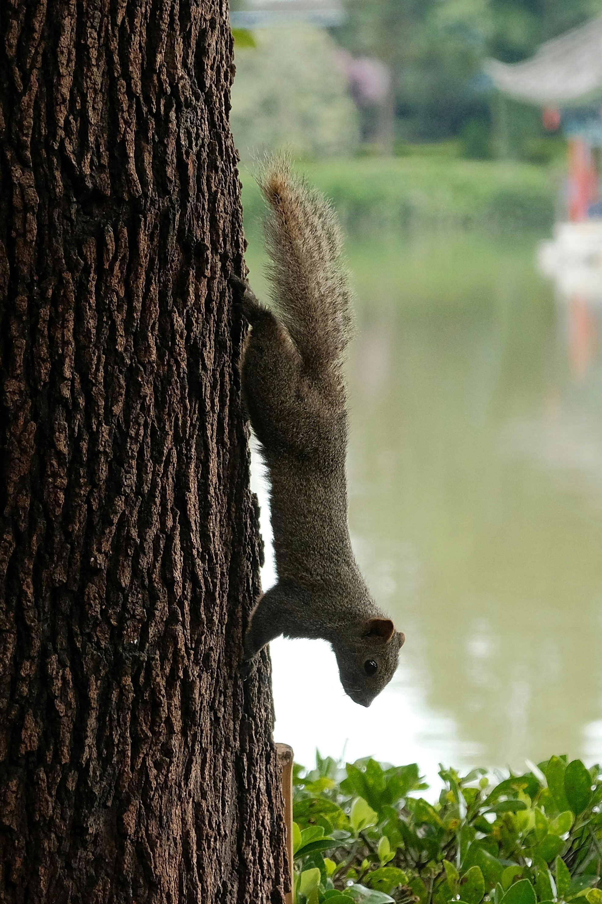 Squirrel navigating down a tree trunk, showcasing its agility and curiosity against a serene water backdrop.