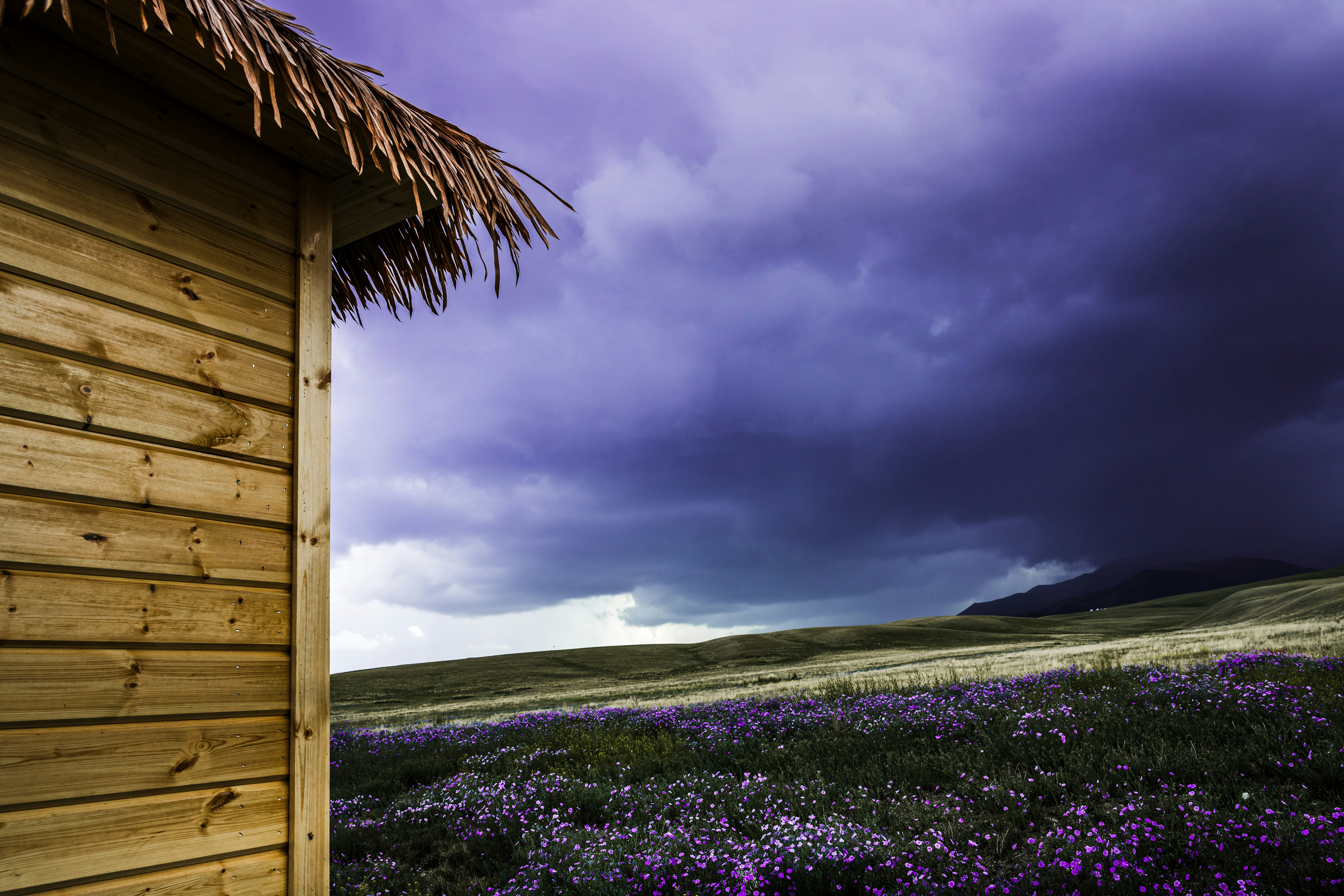 Wooden structure with a thatched roof juxtaposed against a dramatic sky filled with dark clouds over a field of purple flowers.