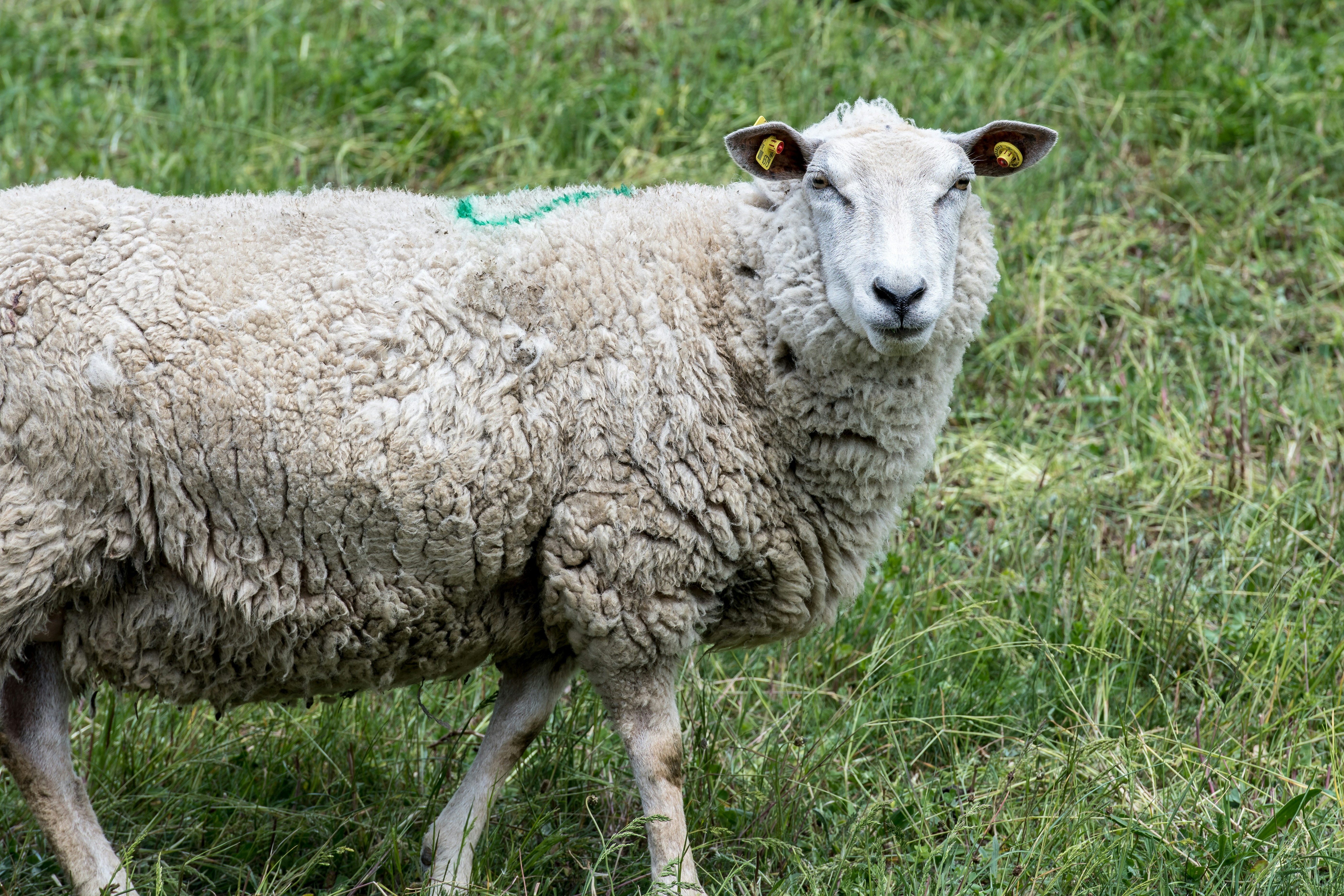 Woollen Sentinel with Quiet Gaze in a Verdant Field