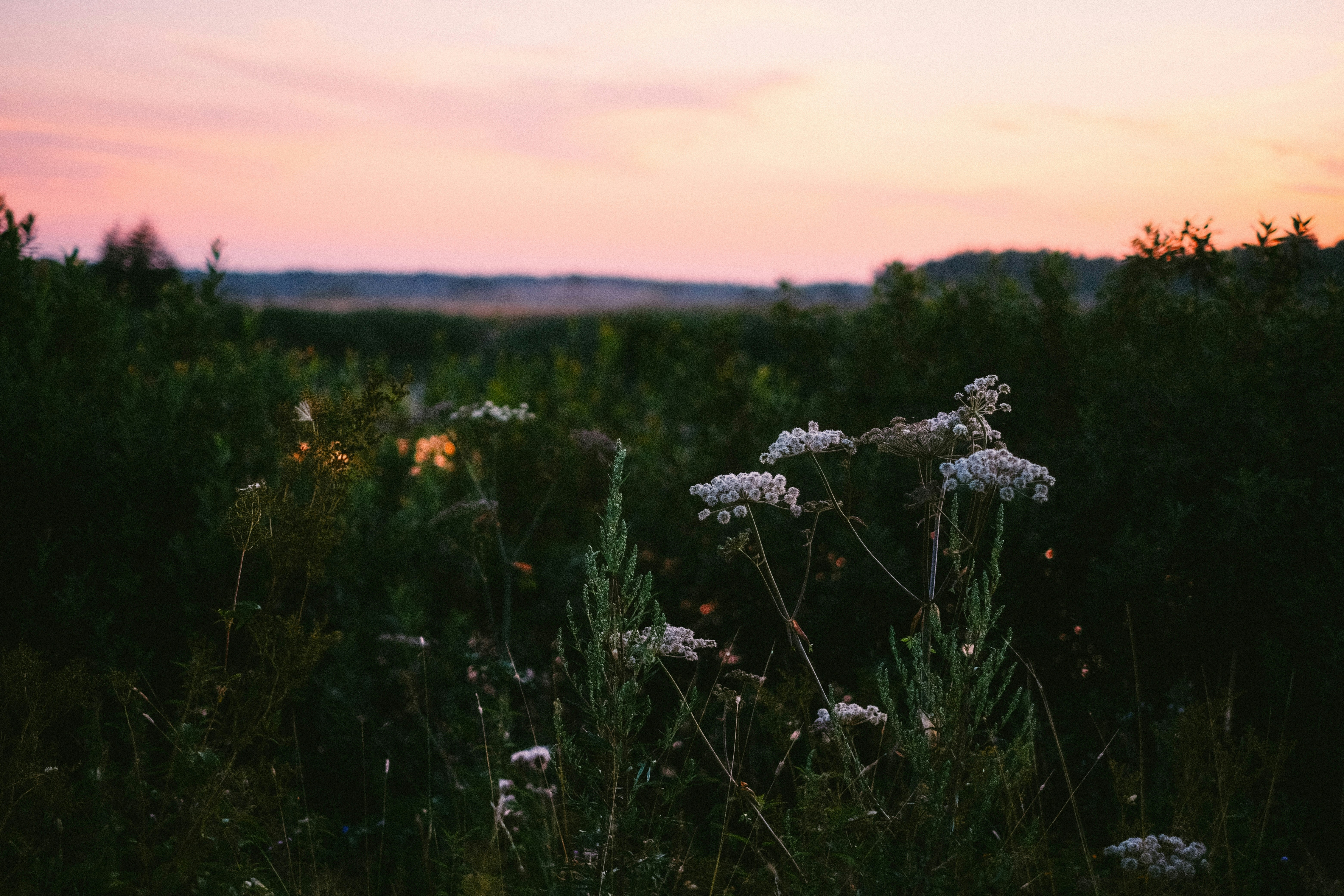 Whispers of Twilight: Flora in the Dusk