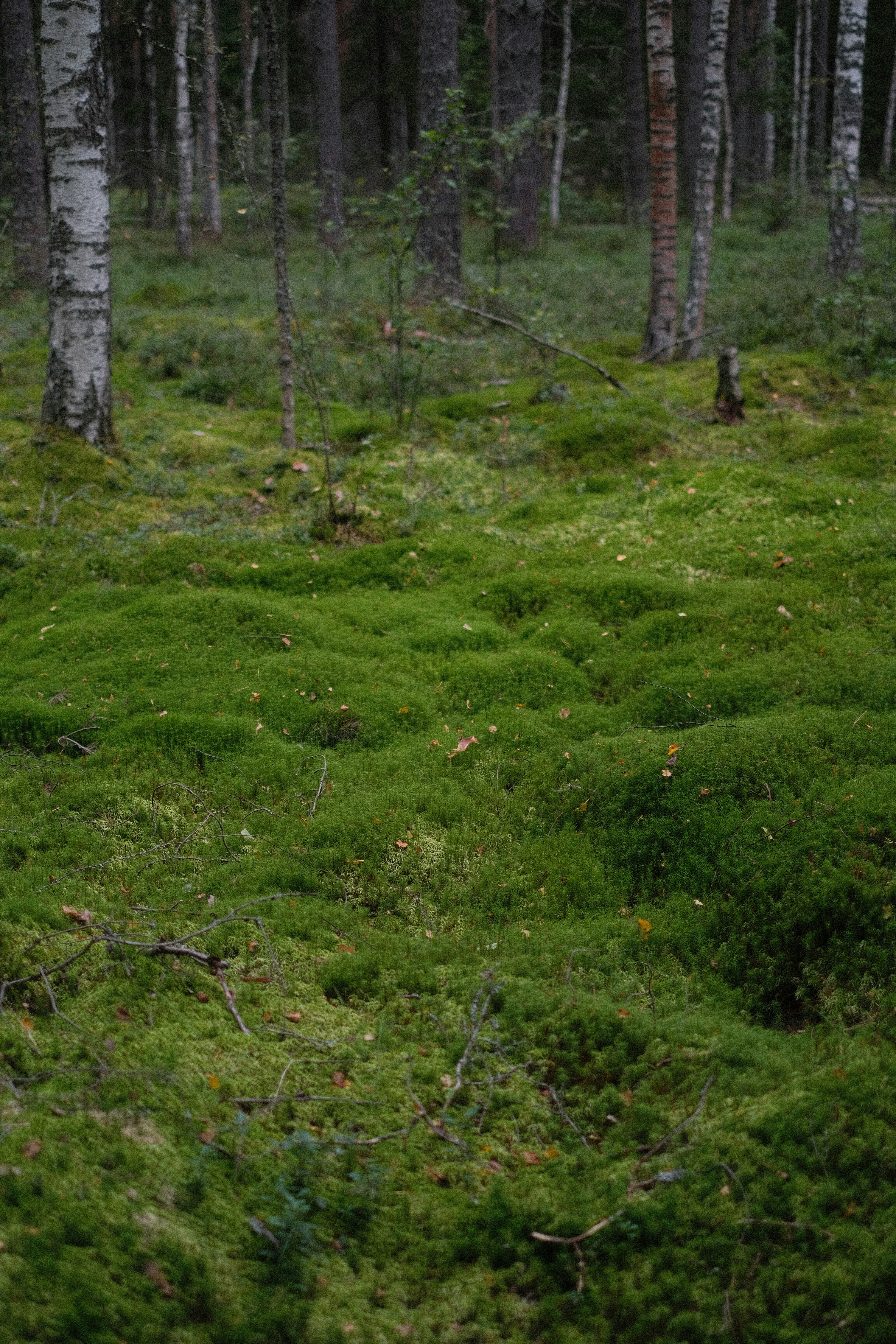 Whispers of the Woodland Floor