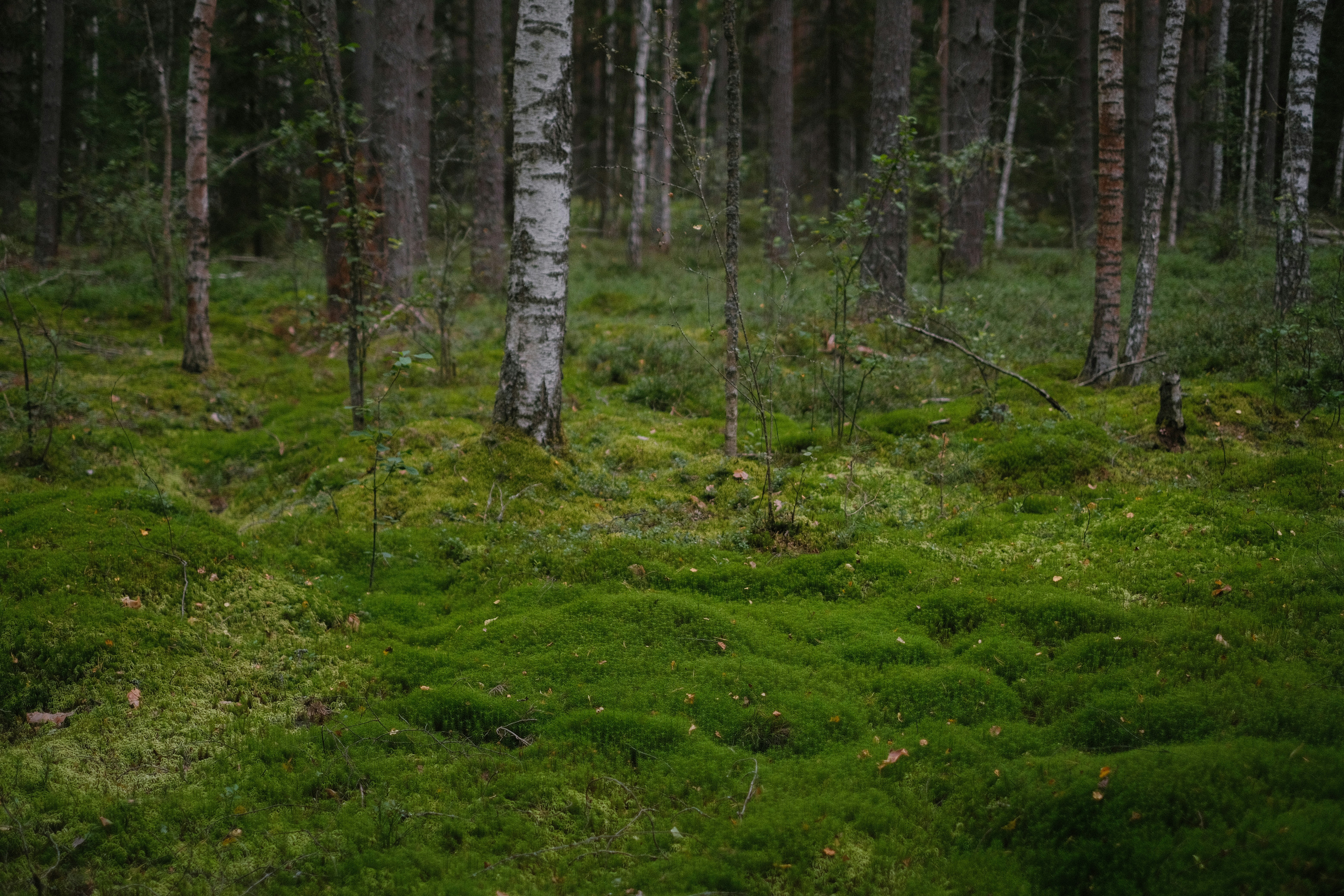 Whispers of the Forest Floor