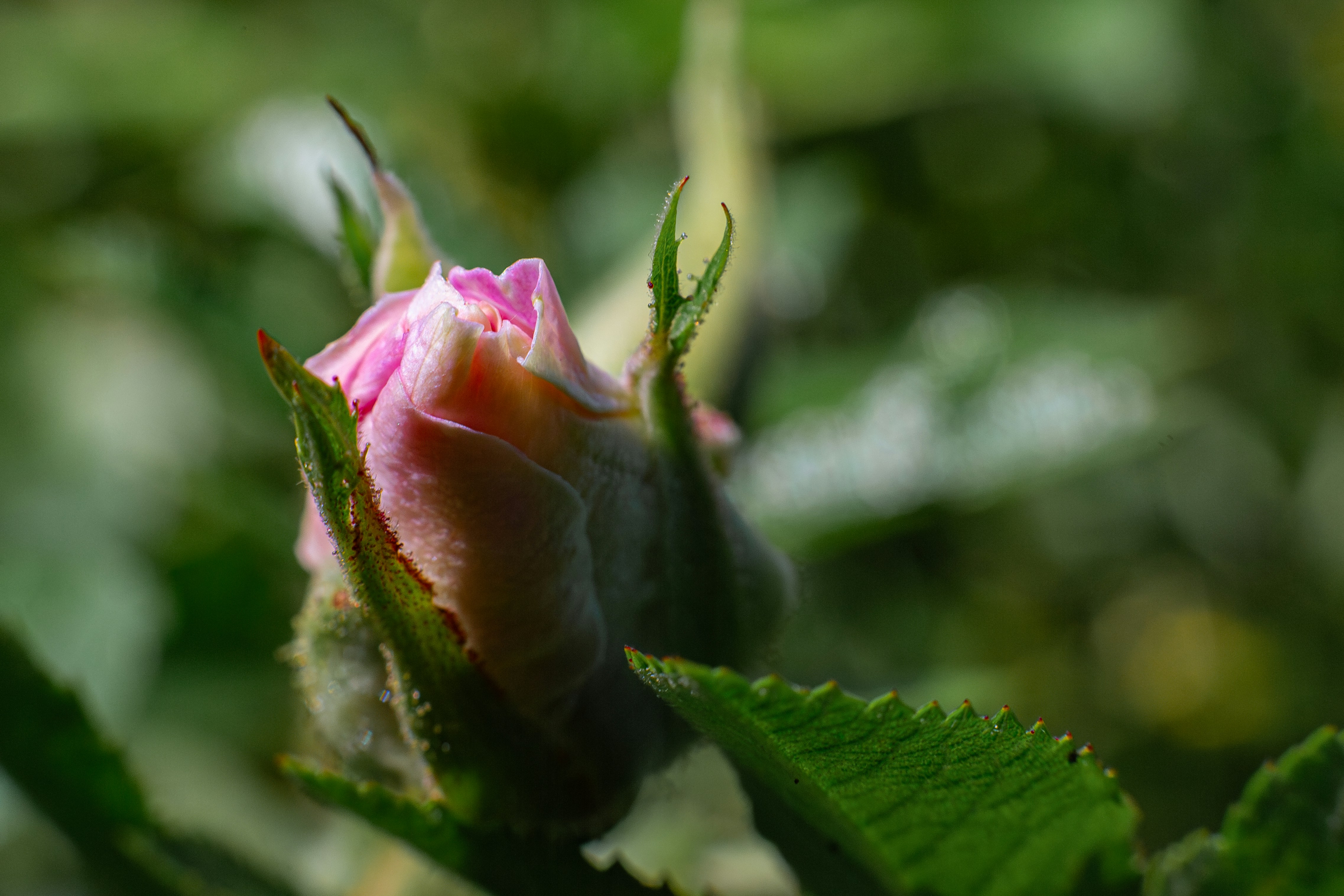 A delicate pink rose bud about to bloom.