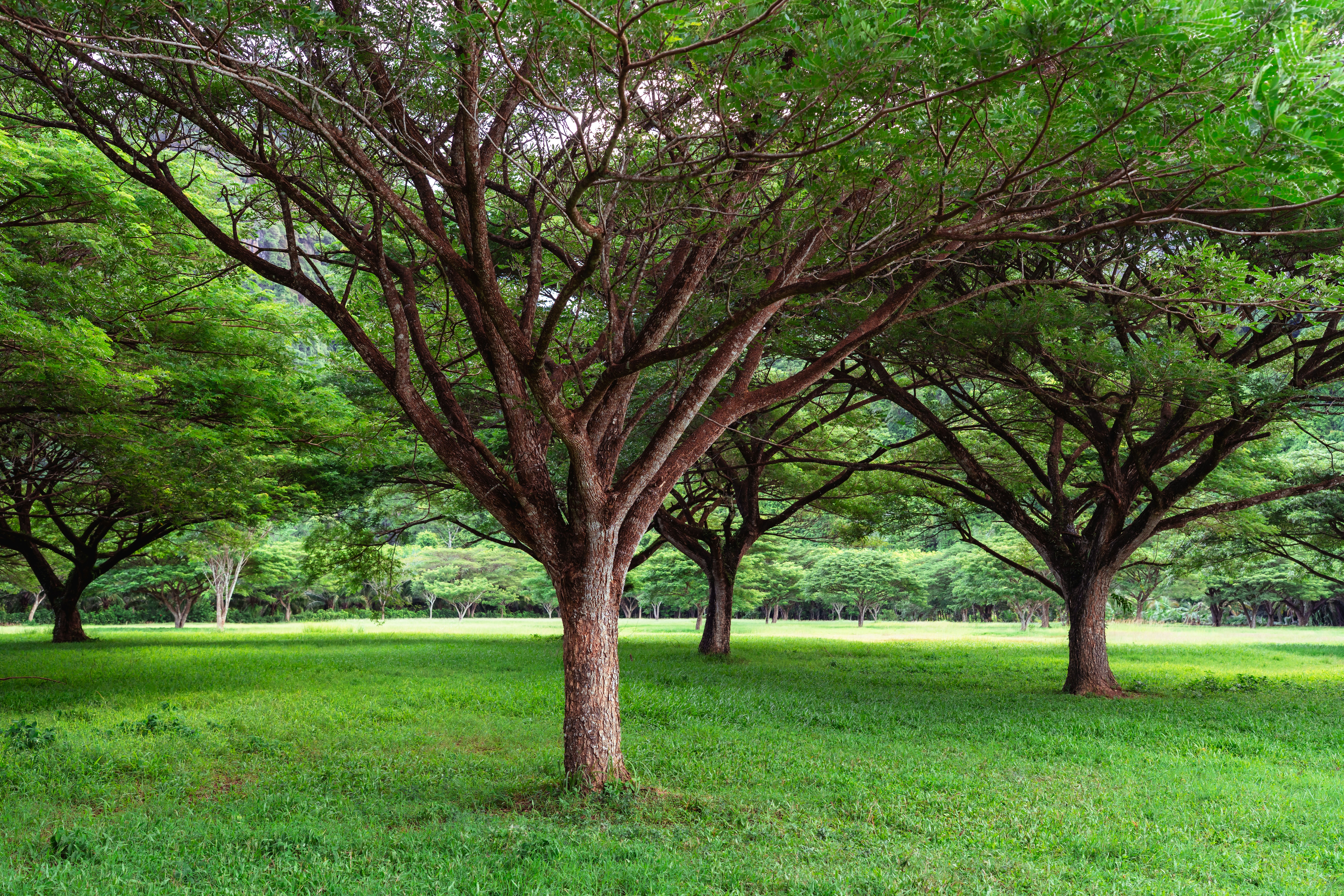 A wide tree with sprawling branches in a green park, soft daylight illuminating the scene. | Lush green park with large trees and grassy ground