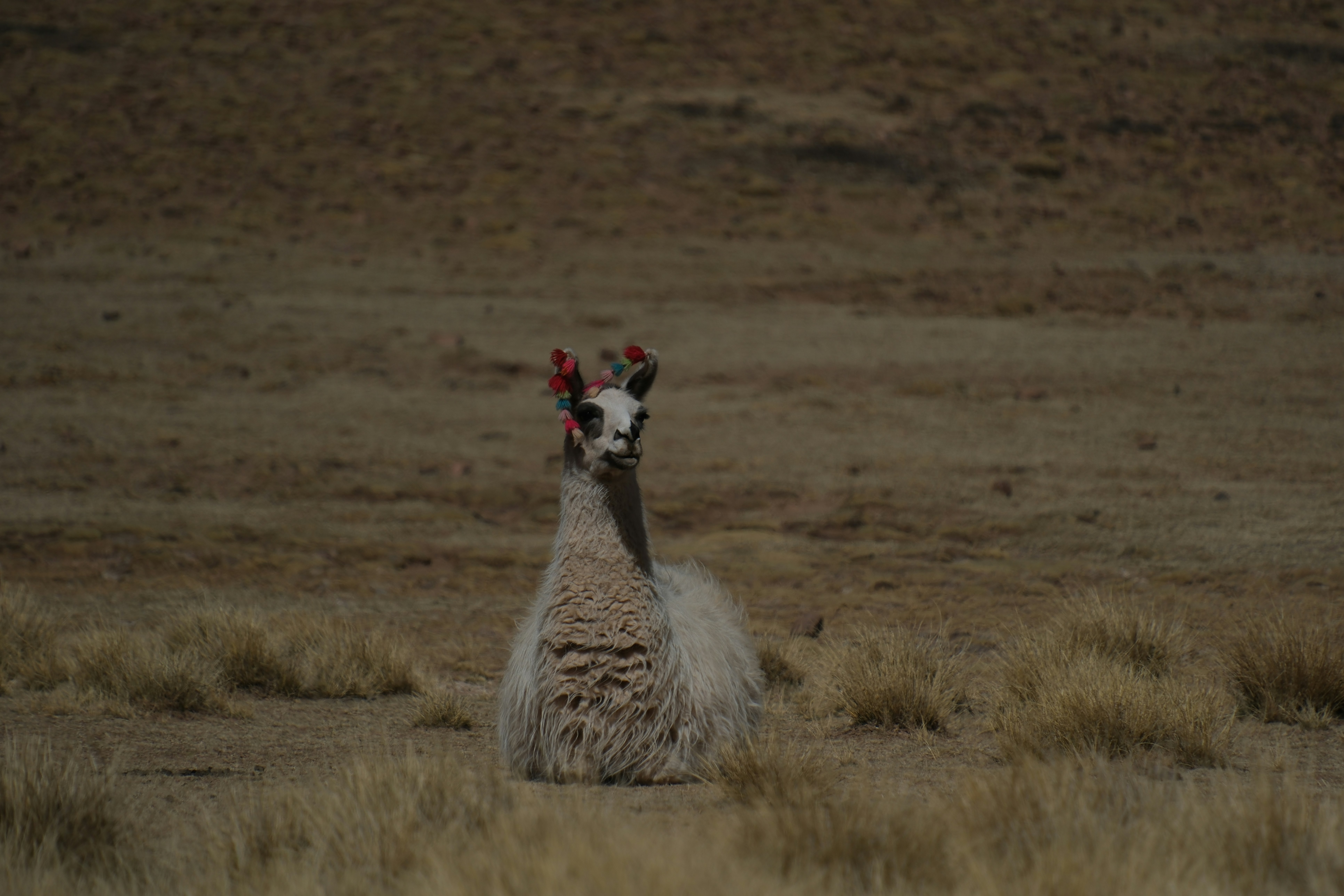 The Whimsical Guardian of the Highlands