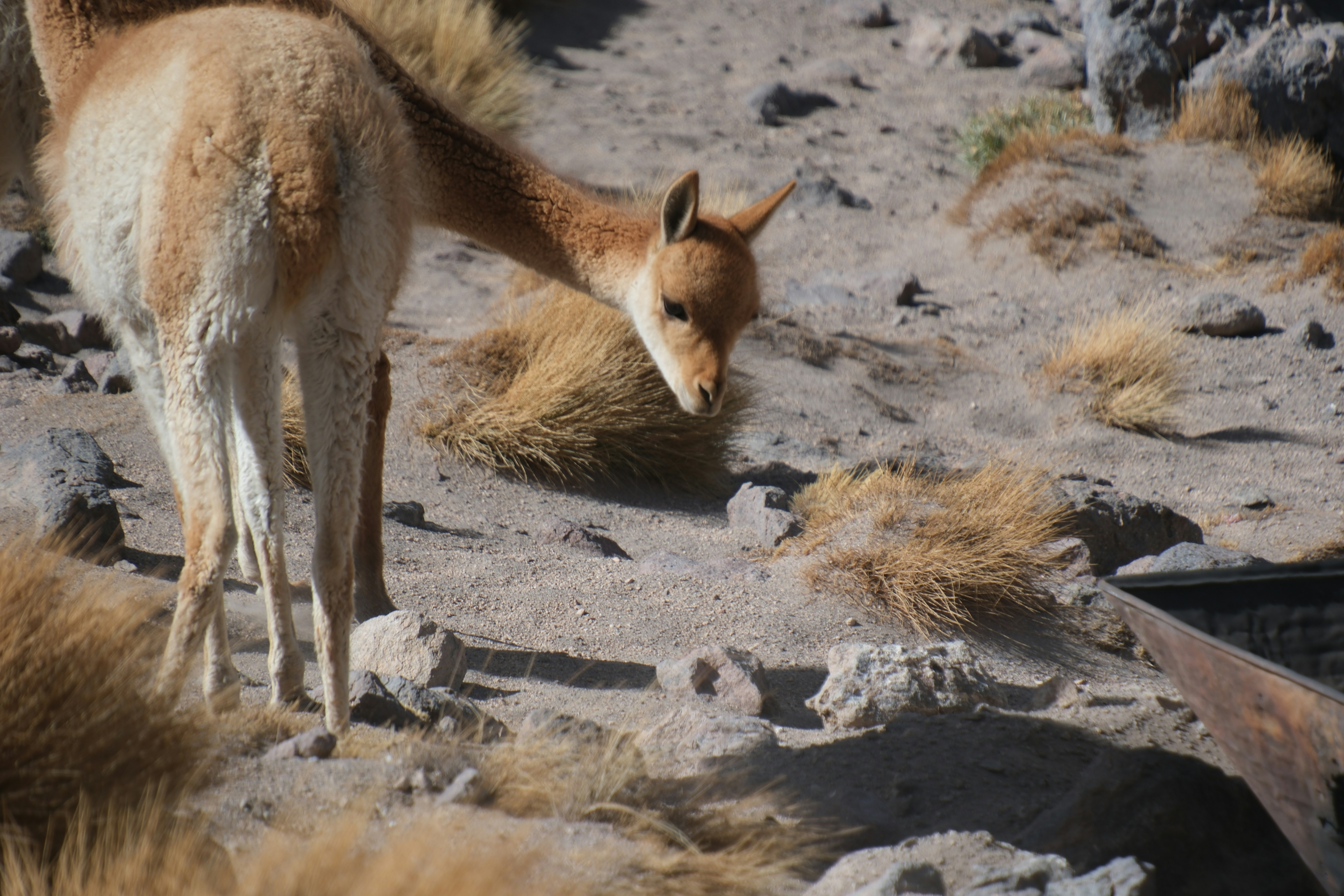 Grazing in the Arid Wilderness