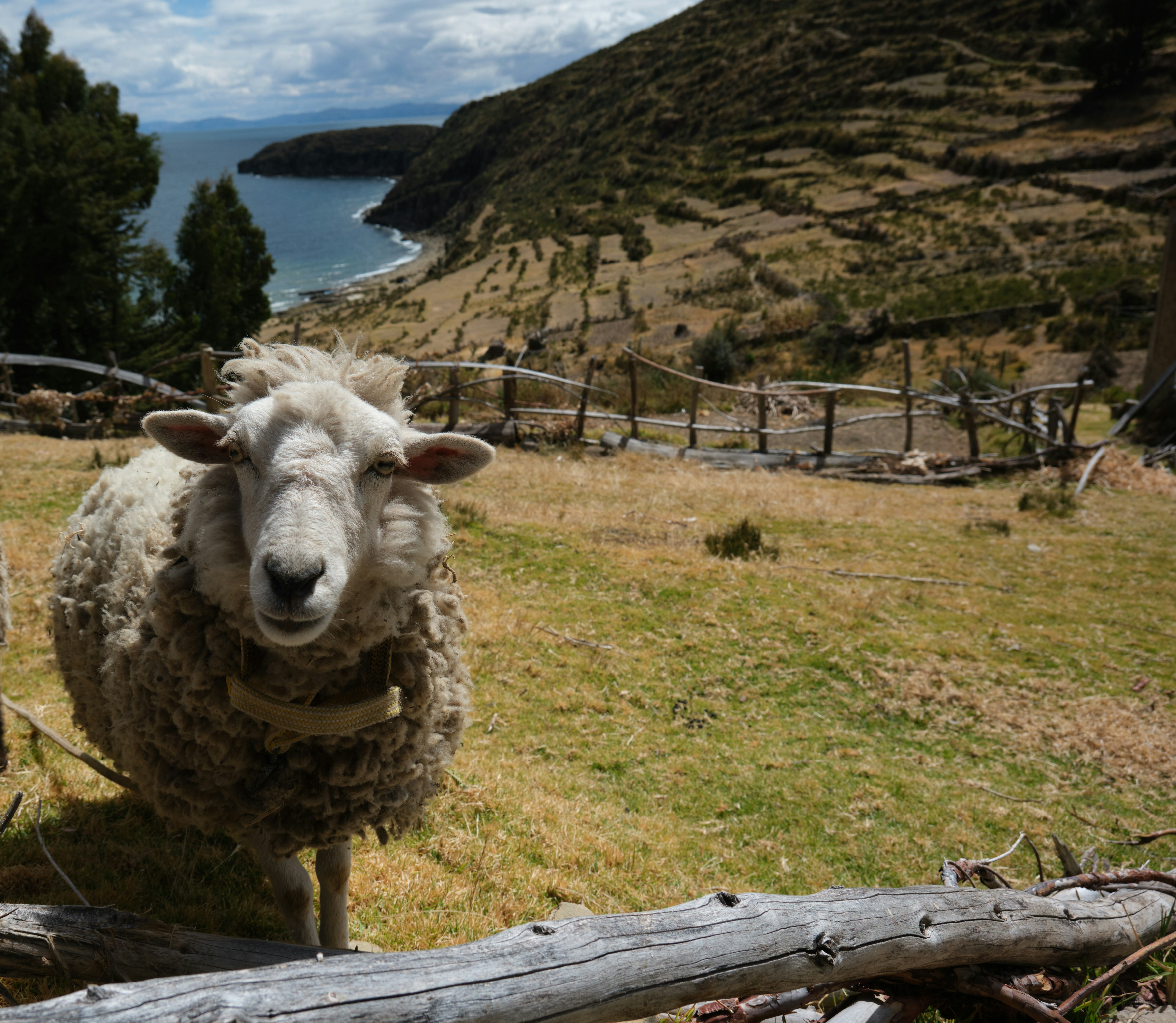 Curious Sheep at the Edge of a Coastal Ridge