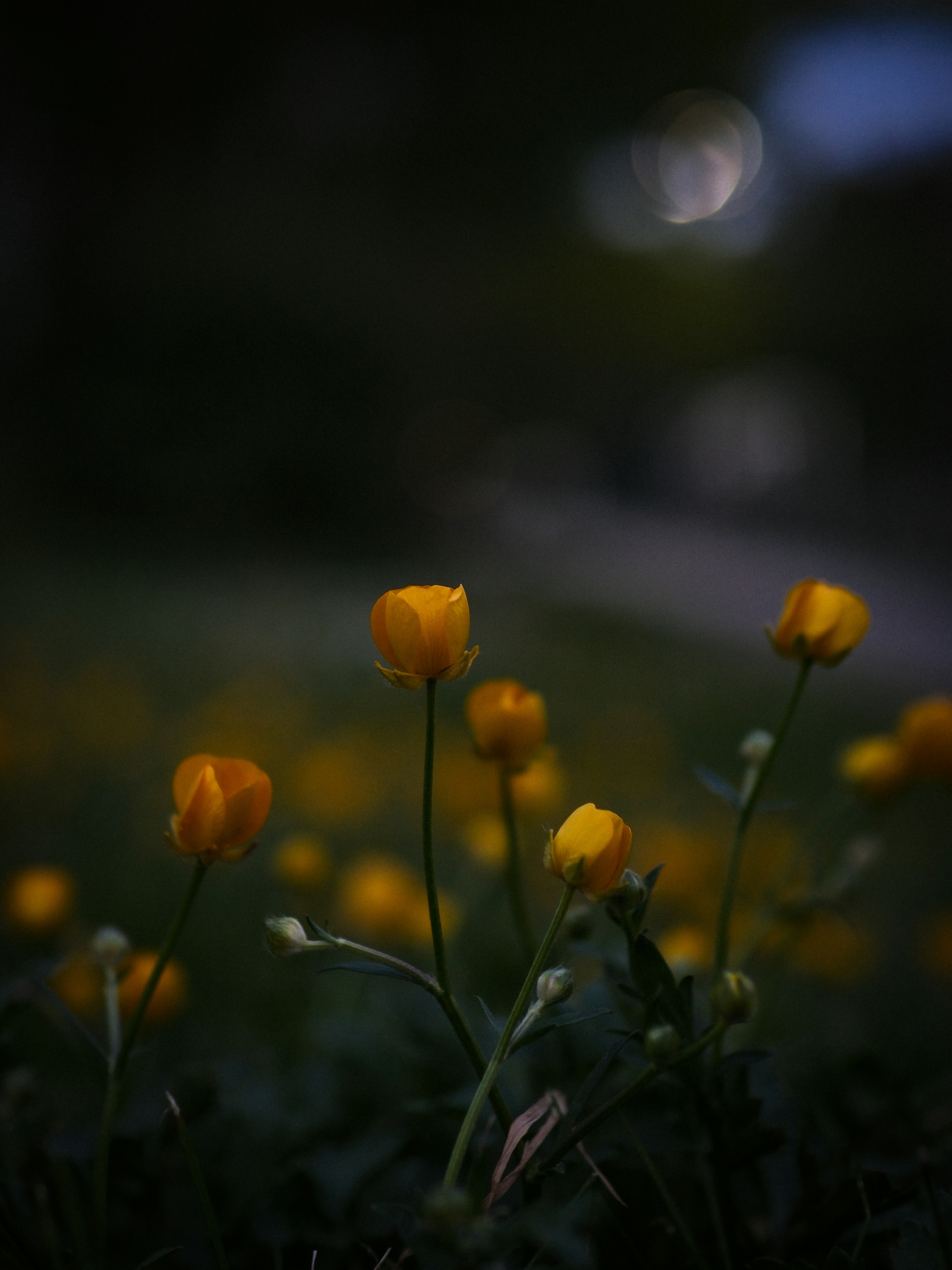 Yellow wildflowers at dusk | Yellow buttercups bloom in a field at dusk.
