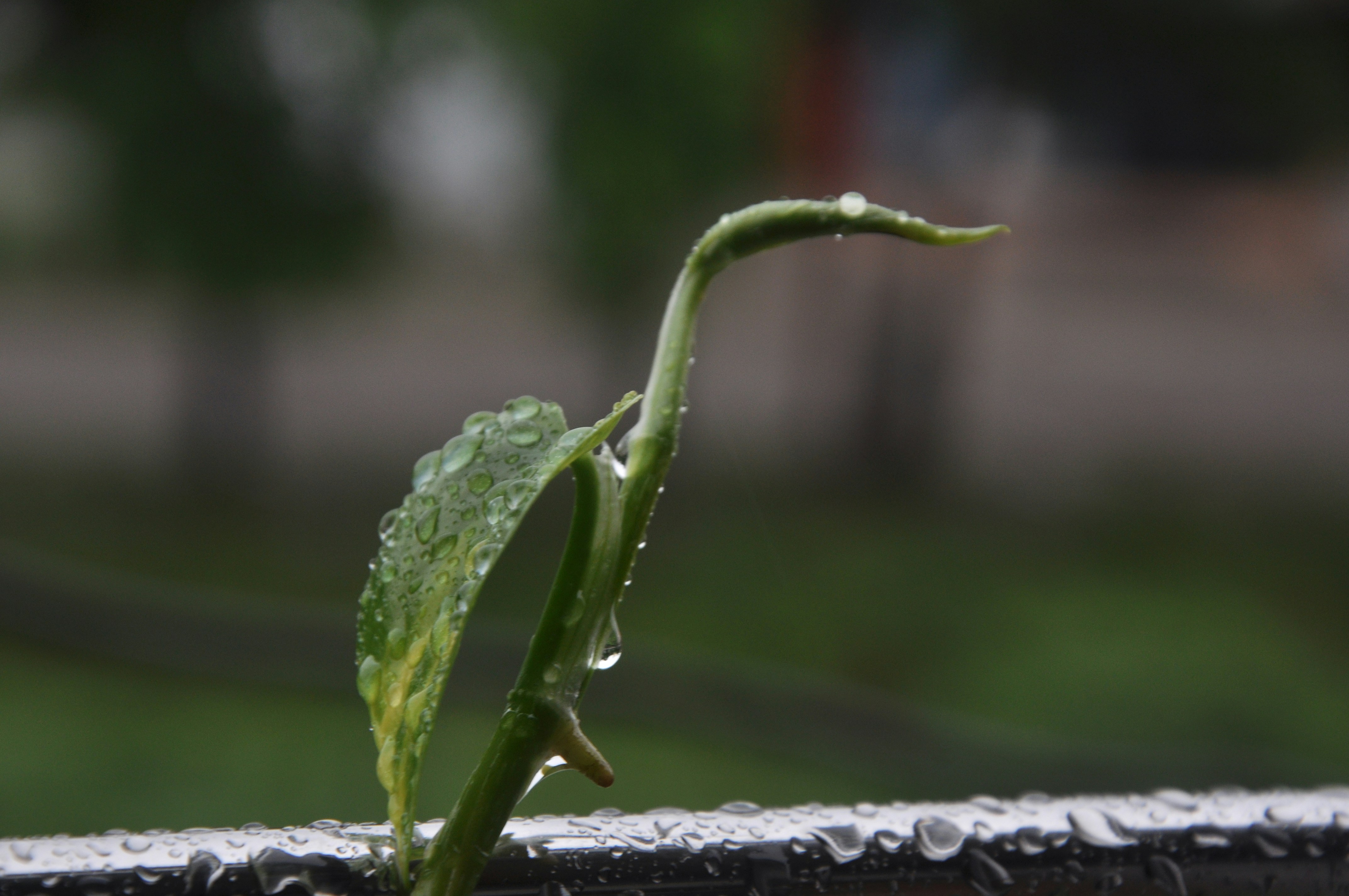 Like a bird | A plant sprout with water droplets after rain.