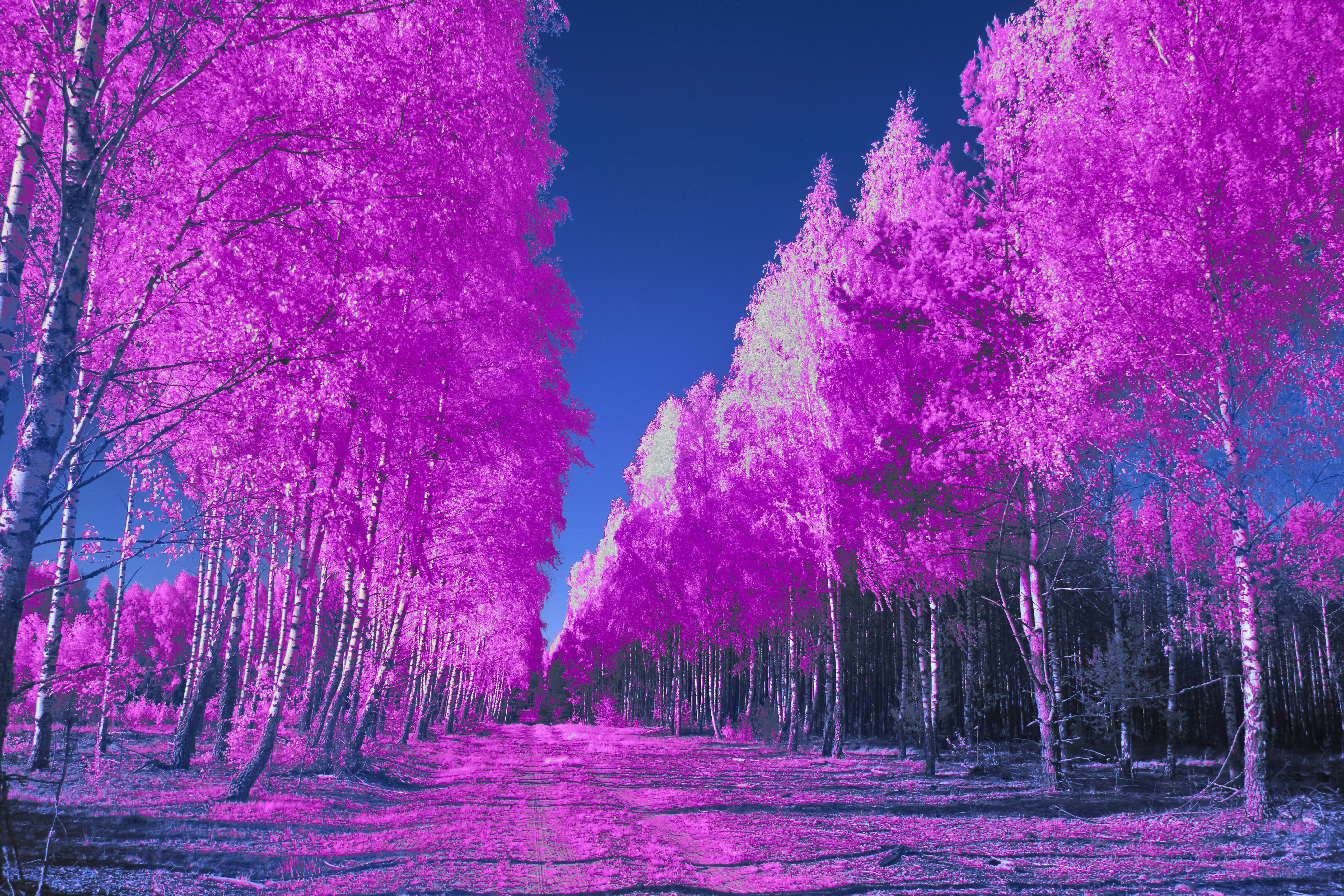 A surreal forest path with vibrant pink trees.