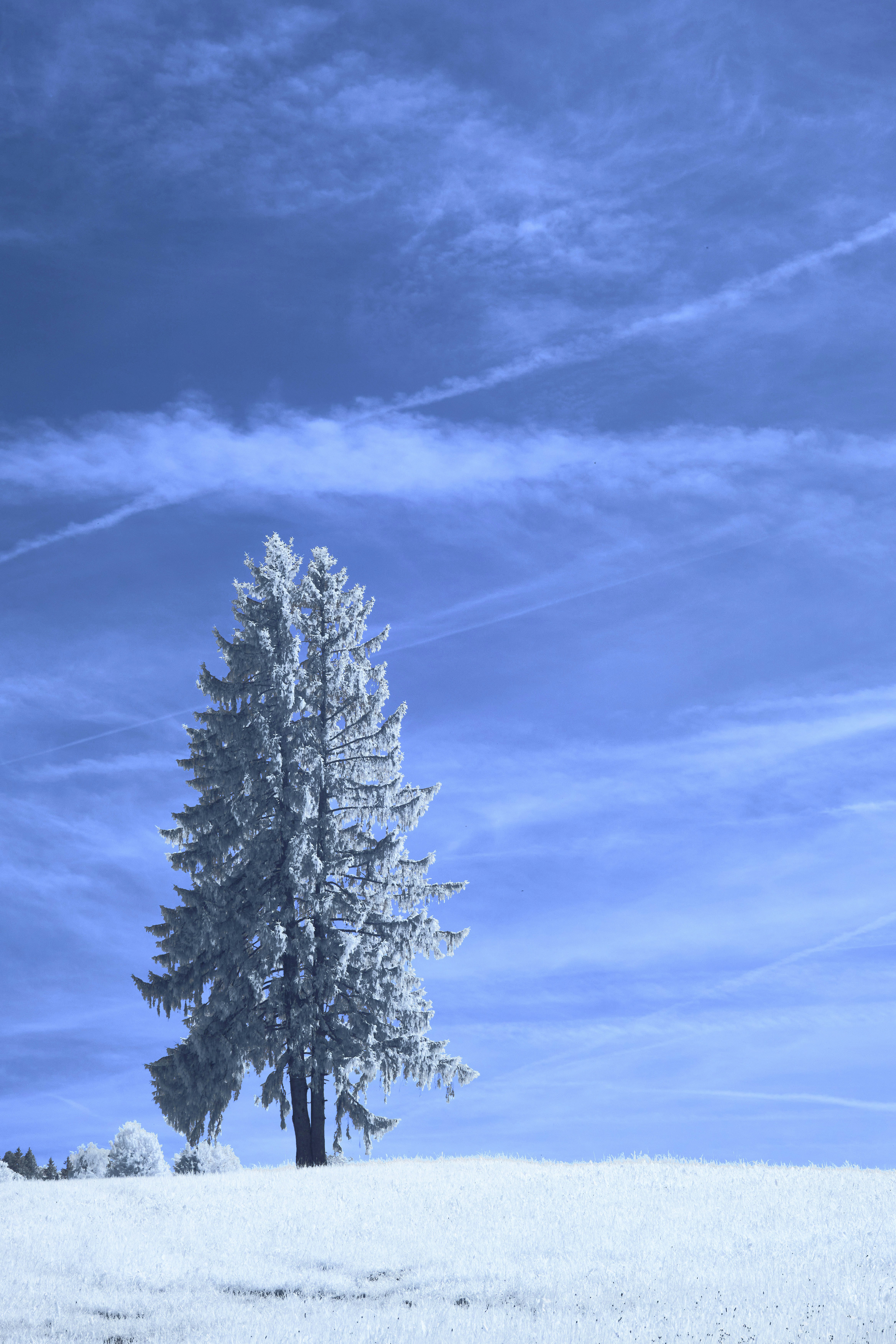 Whispers of Winter: A Solitary Sentinel