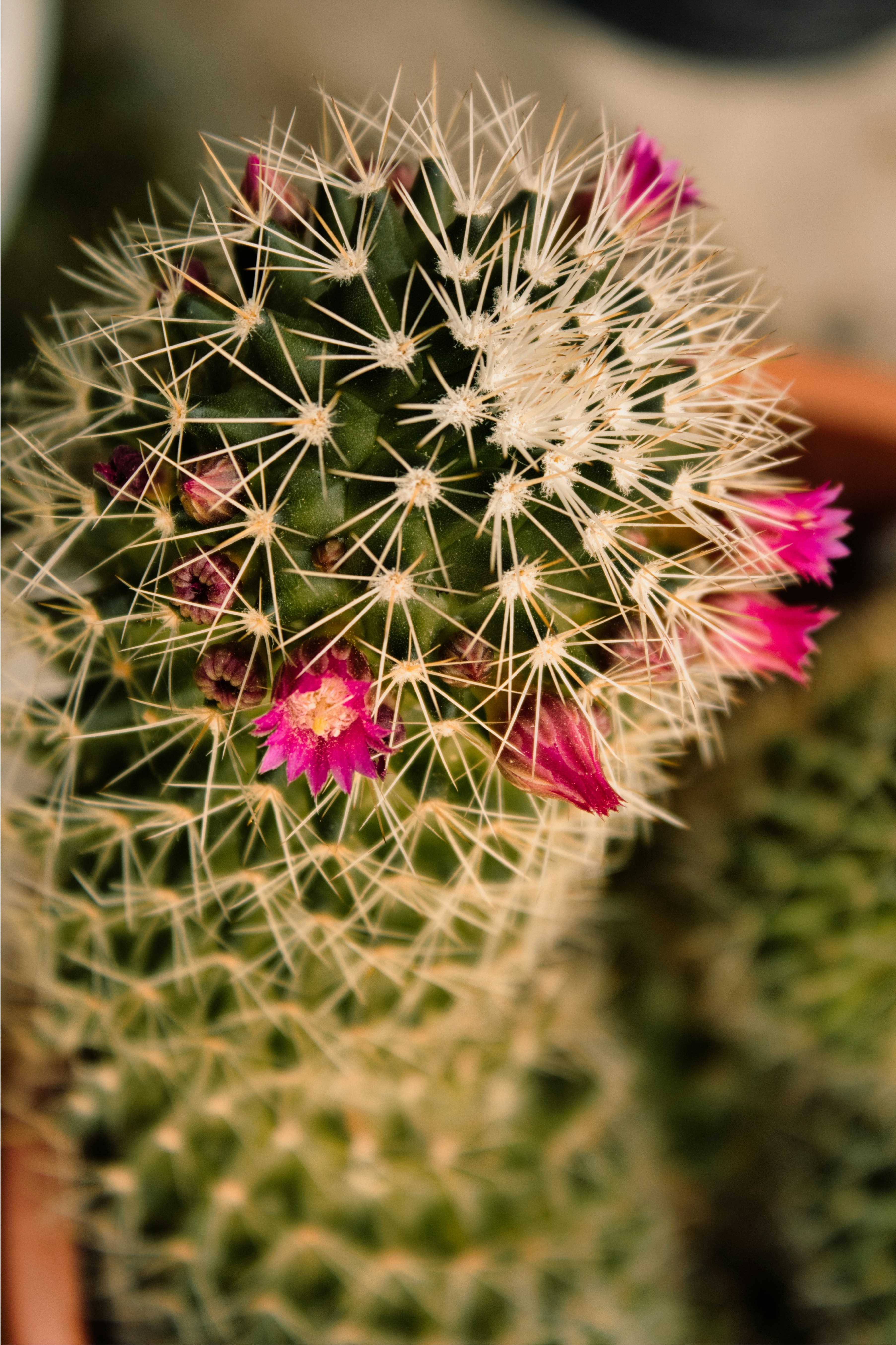 A close-up of a blooming cactus with pink flowers.