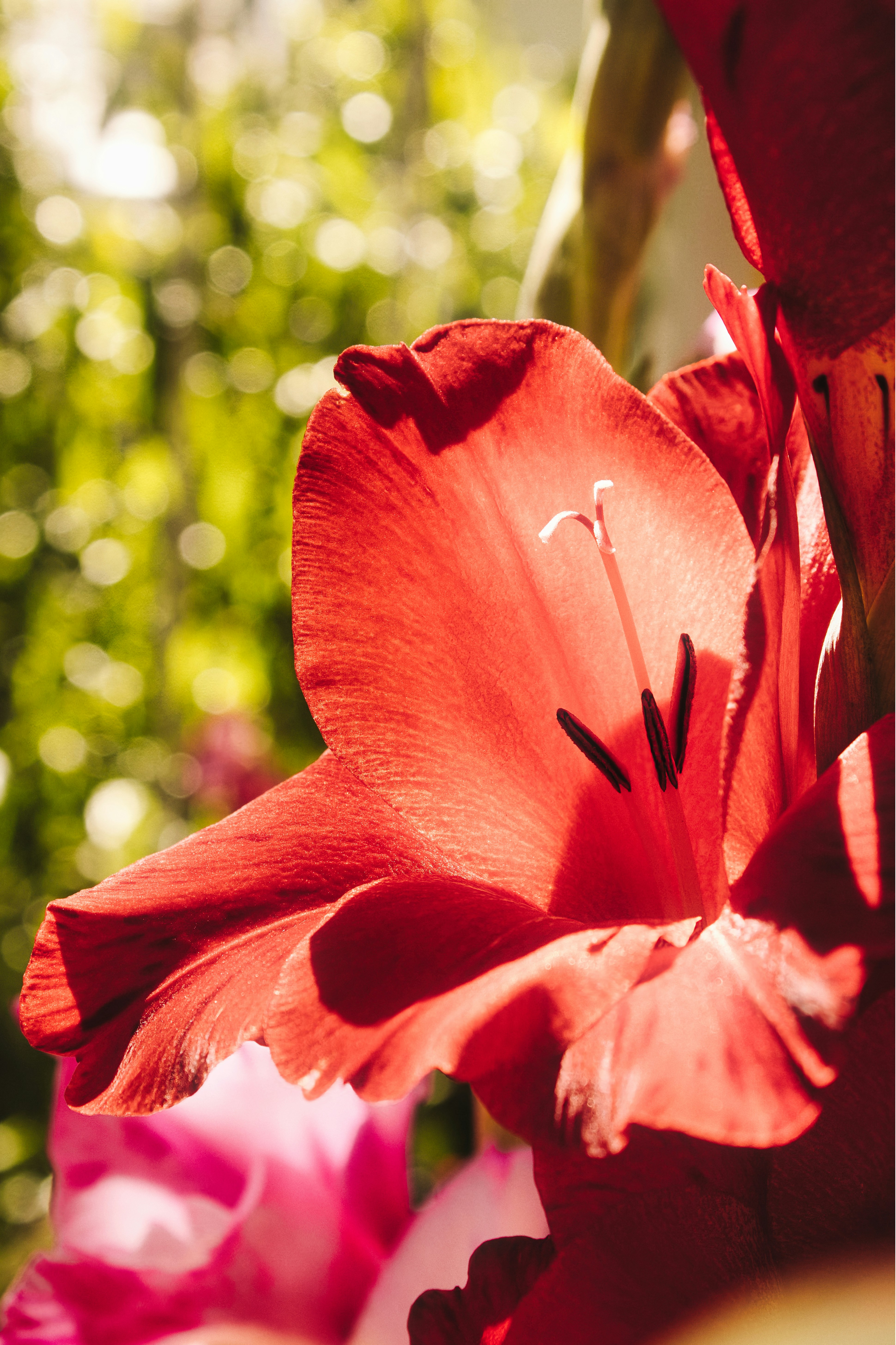 Crimson Elegance in Bloom