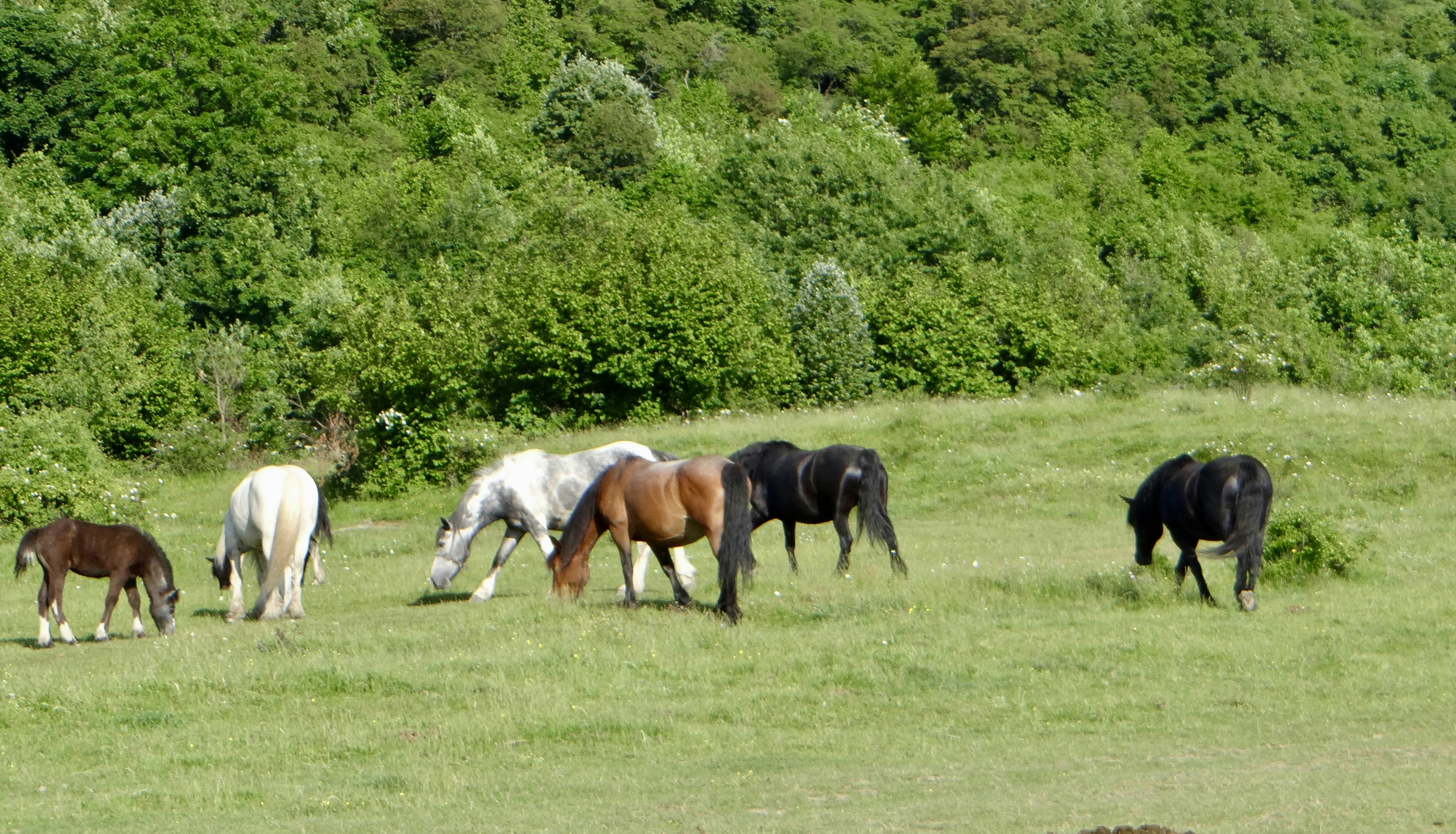 On the hills and plains looking down onto the Adriatic Sea, these horses roam freely during the day and are a beautiful sight to behold. | Horses grazing in a lush green meadow
