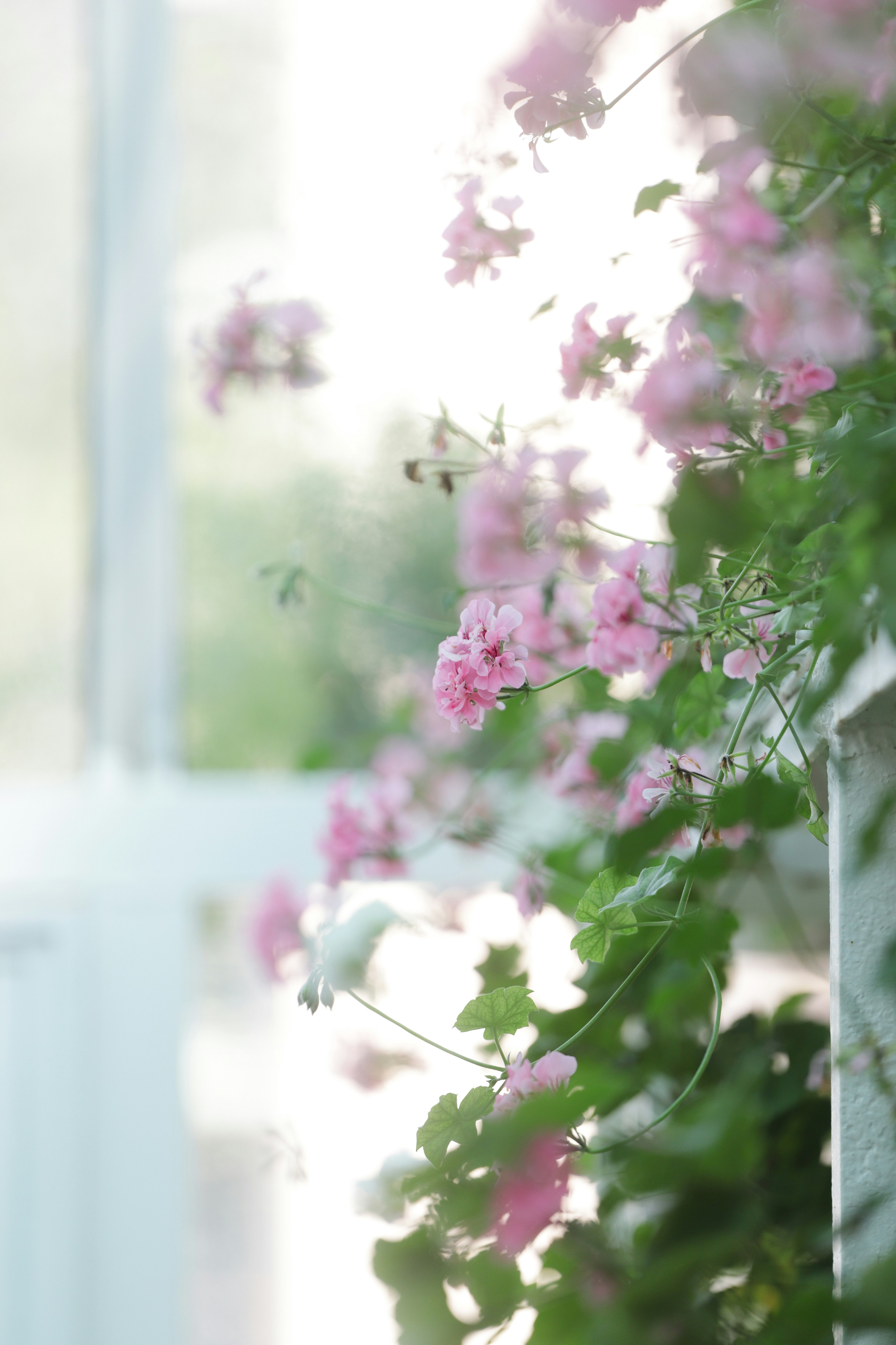 Whispers of Spring: A Floral Embrace