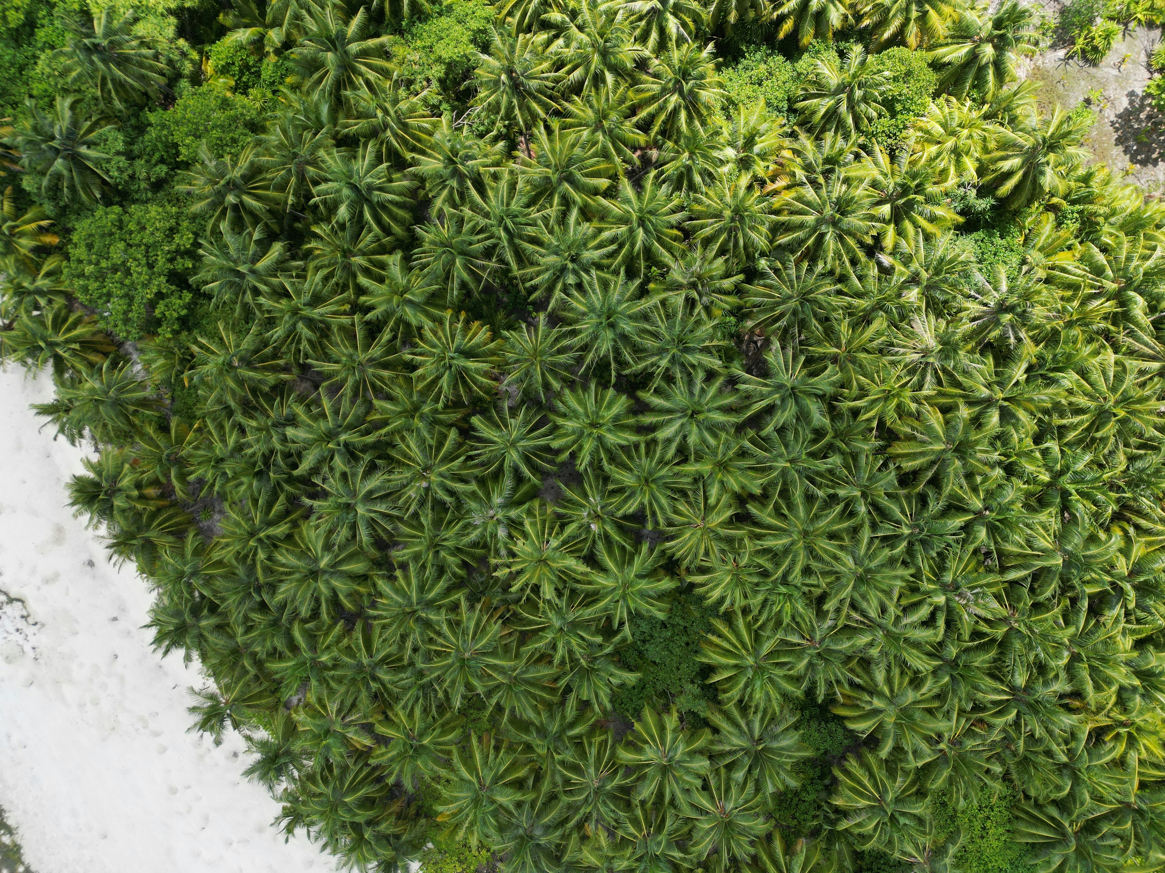 Dense palm trees viewed from above