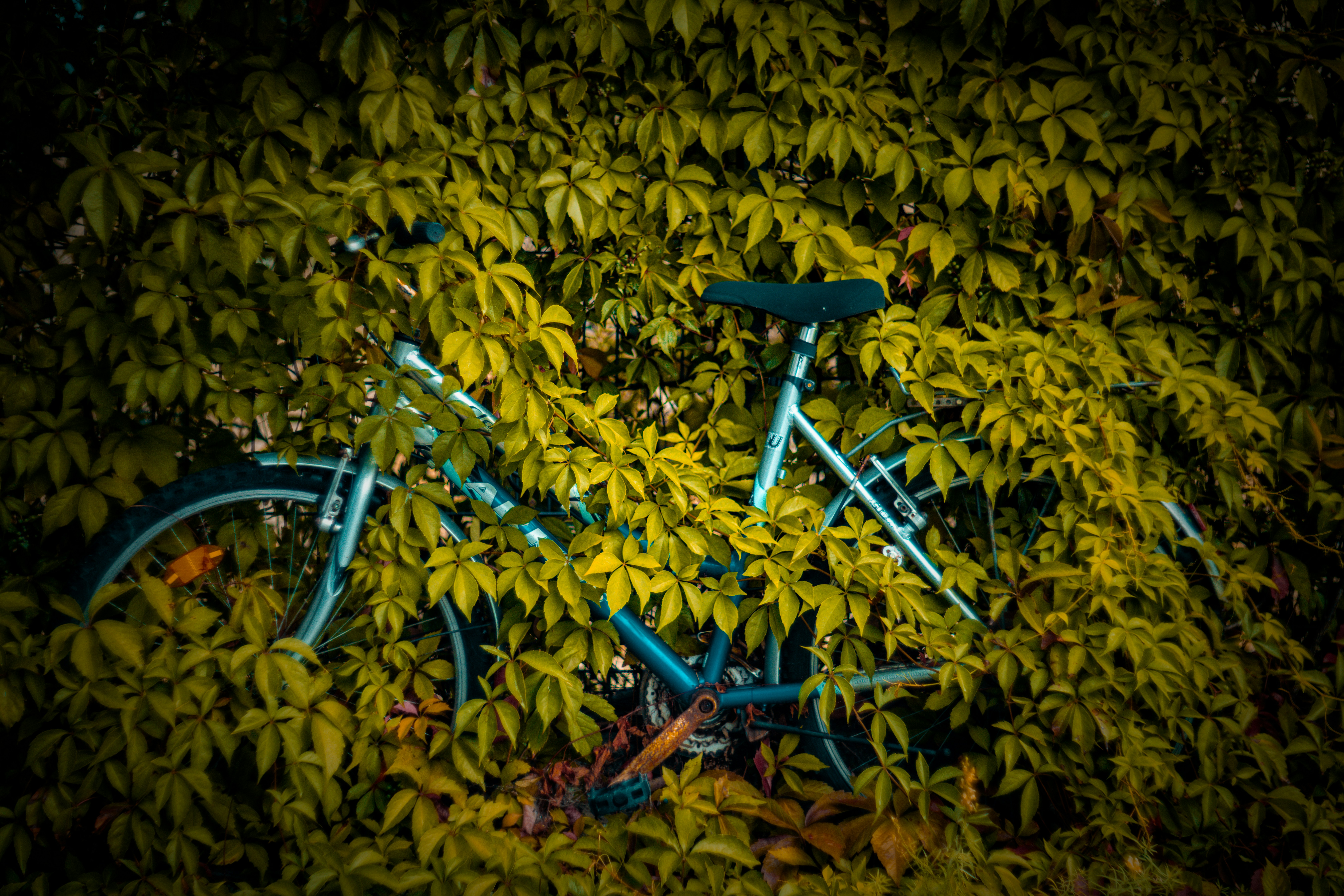 Hidden in Greenery: The Forgotten Bicycle