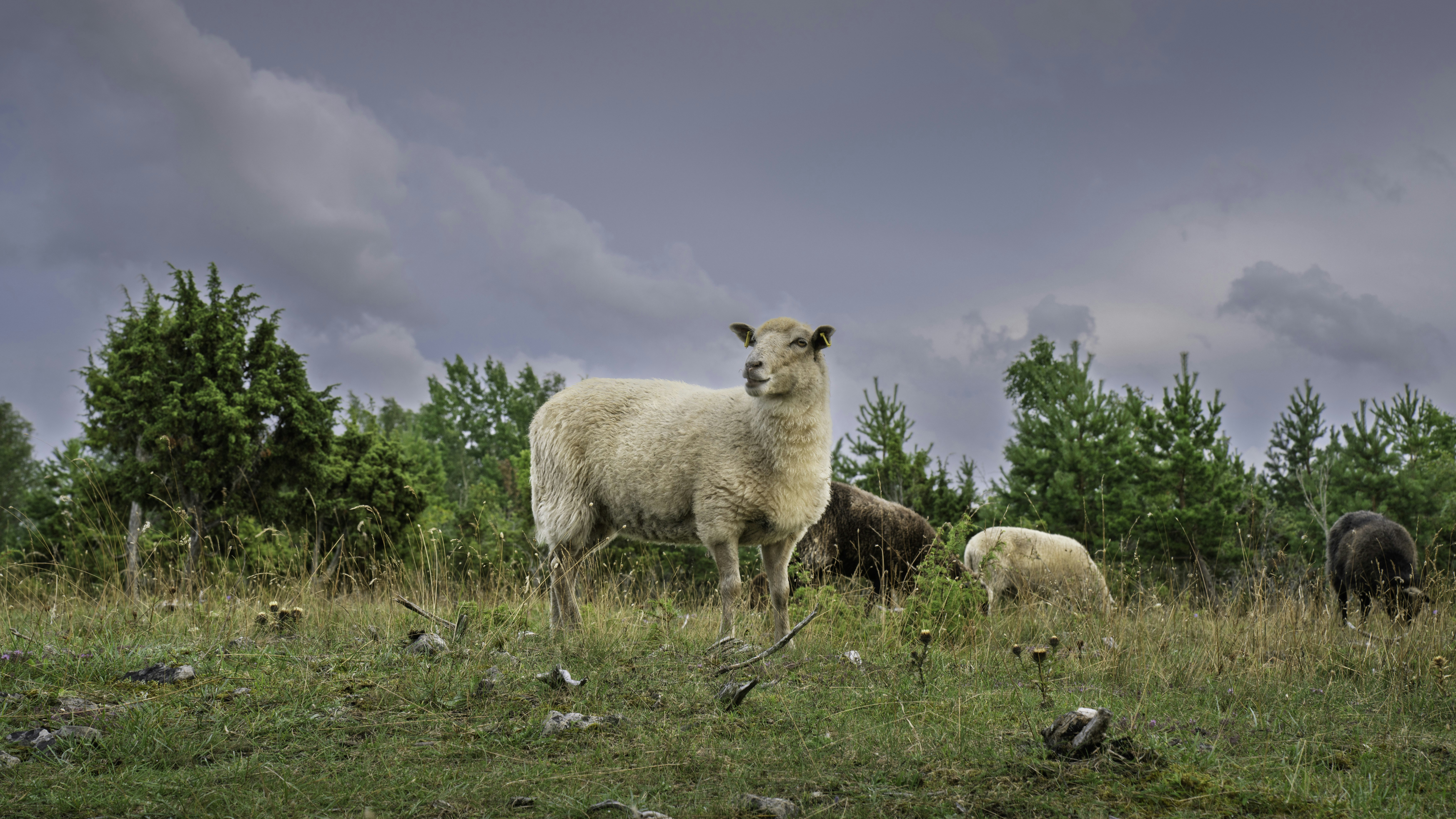 Serene Pastoral Moments: A Sheep's Vigil