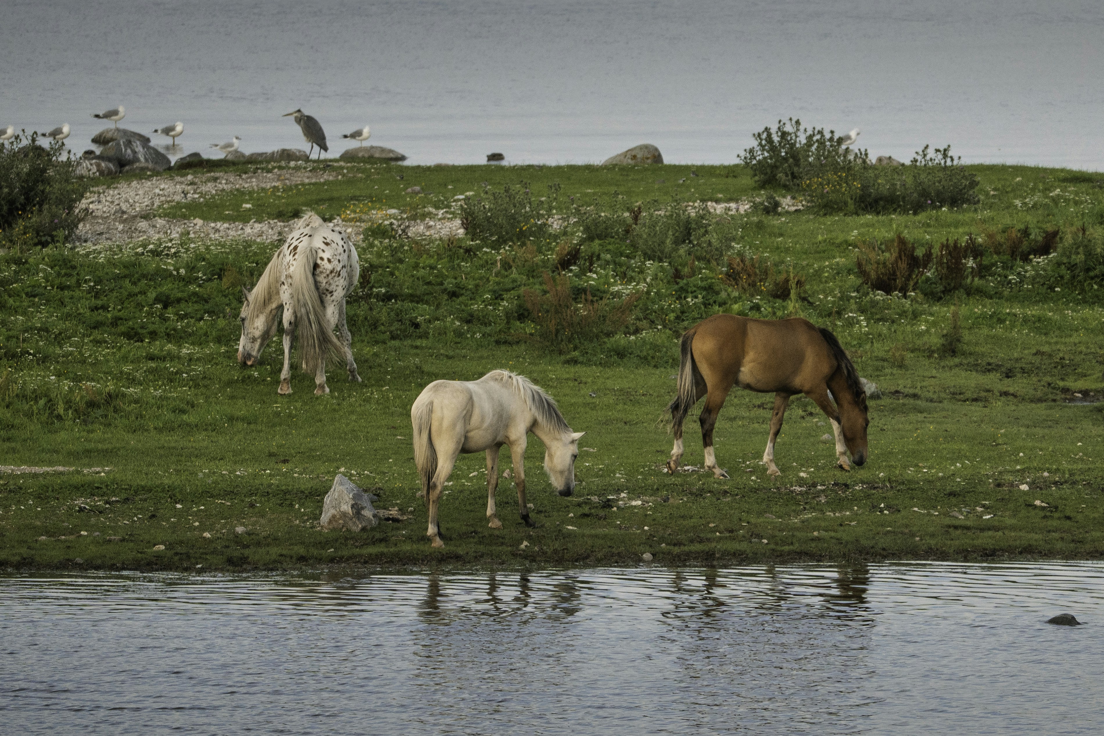 Harmony at the Water's Edge