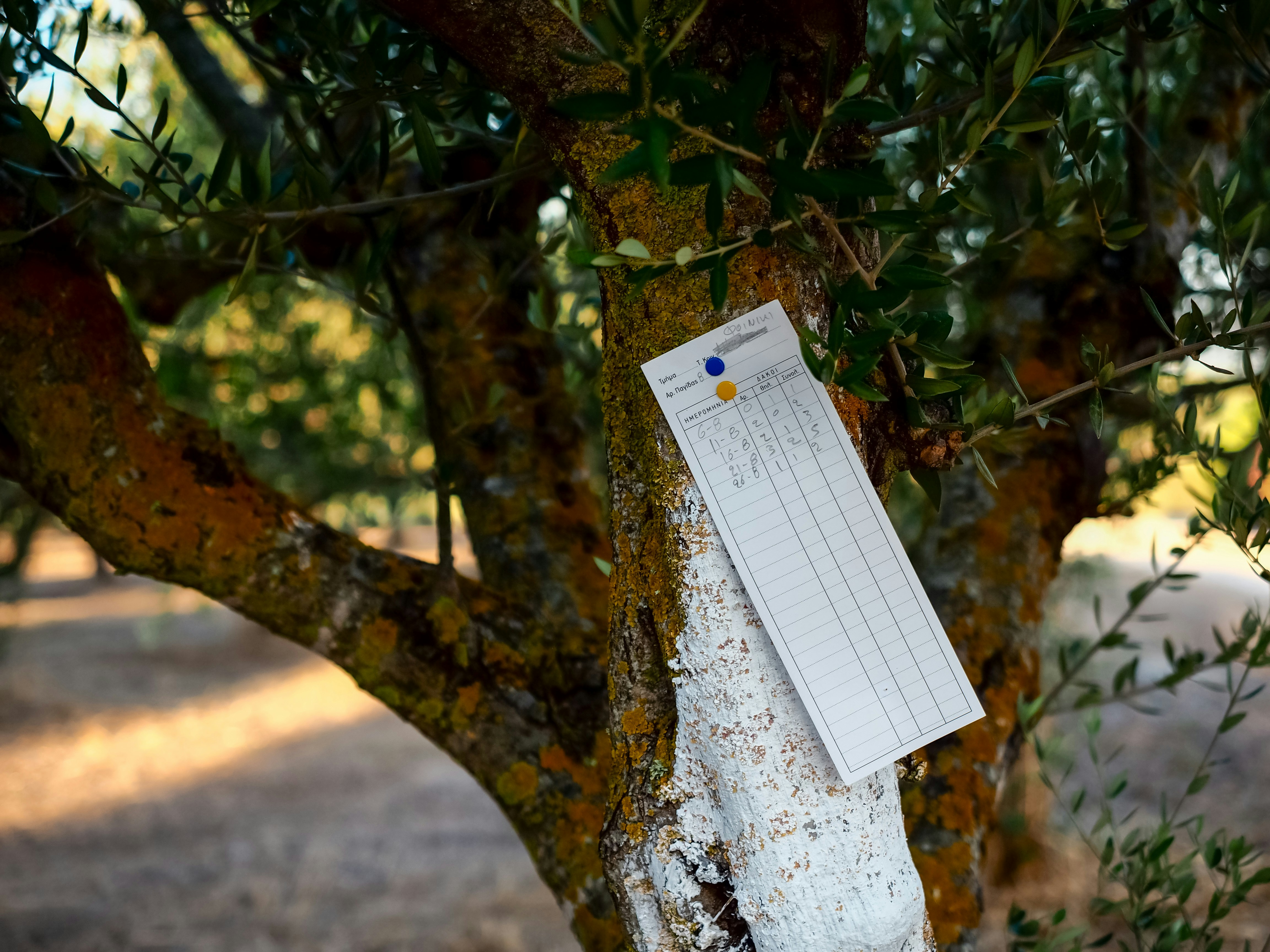 Sunlit Ledger on a Tree: A Minimal Tag in Olive Grove Light
