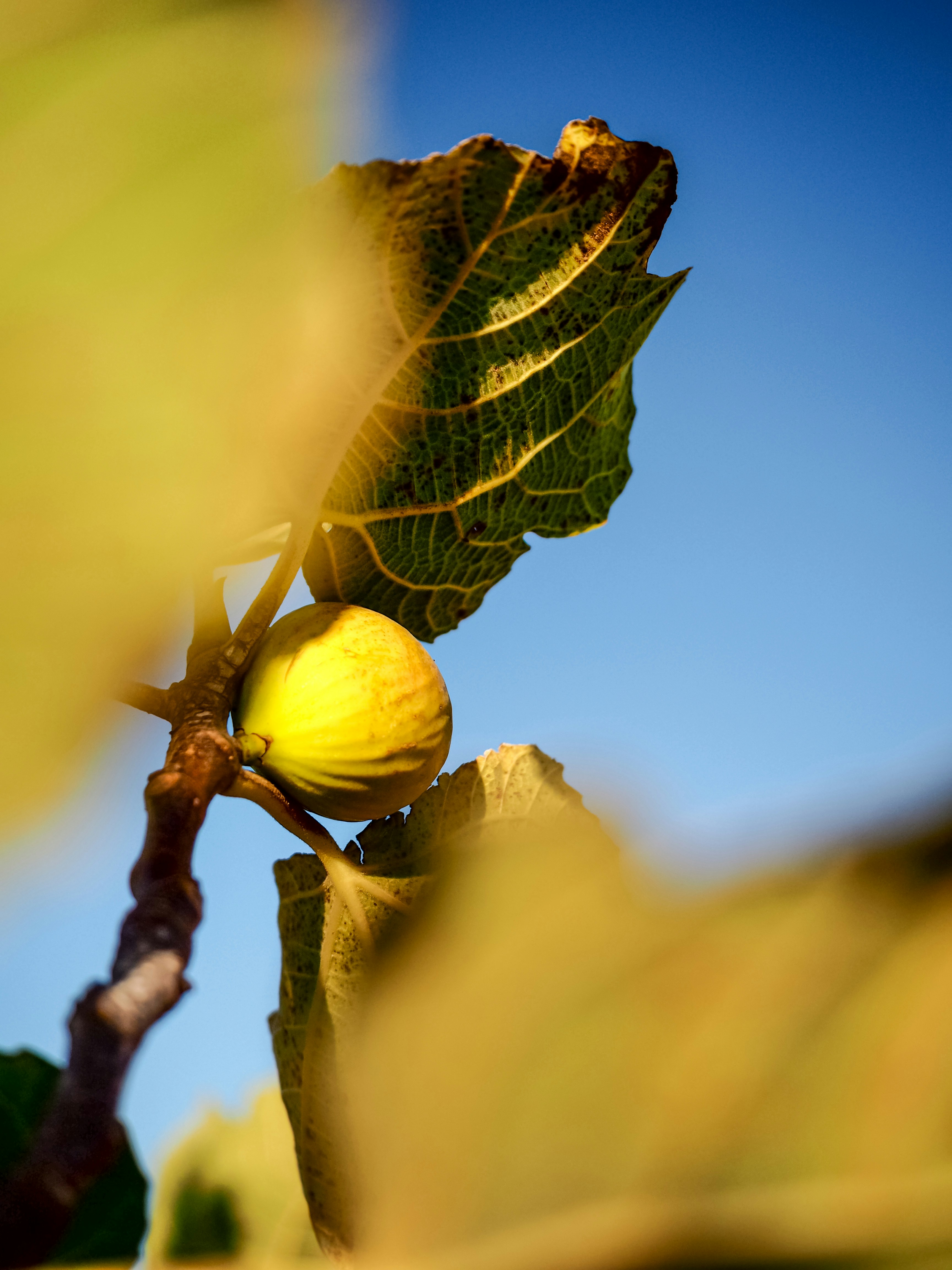 Golden Fruit Nestled Among Leaf Veins Against a Clear Sky