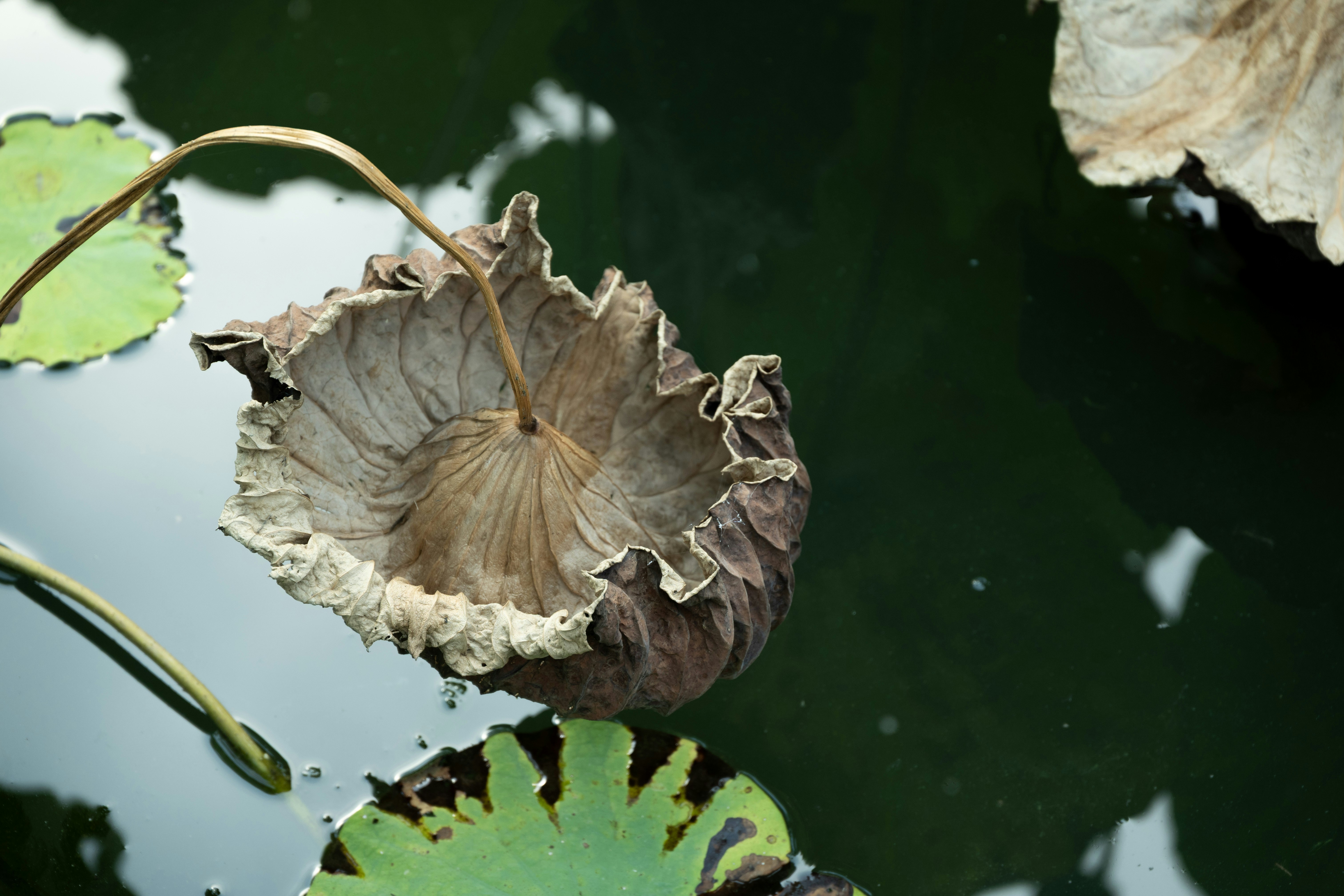 Dried lotus leaf floating on still water, surrounded by vibrant green lily pads. A moment of serene beauty in nature's cycle of life.