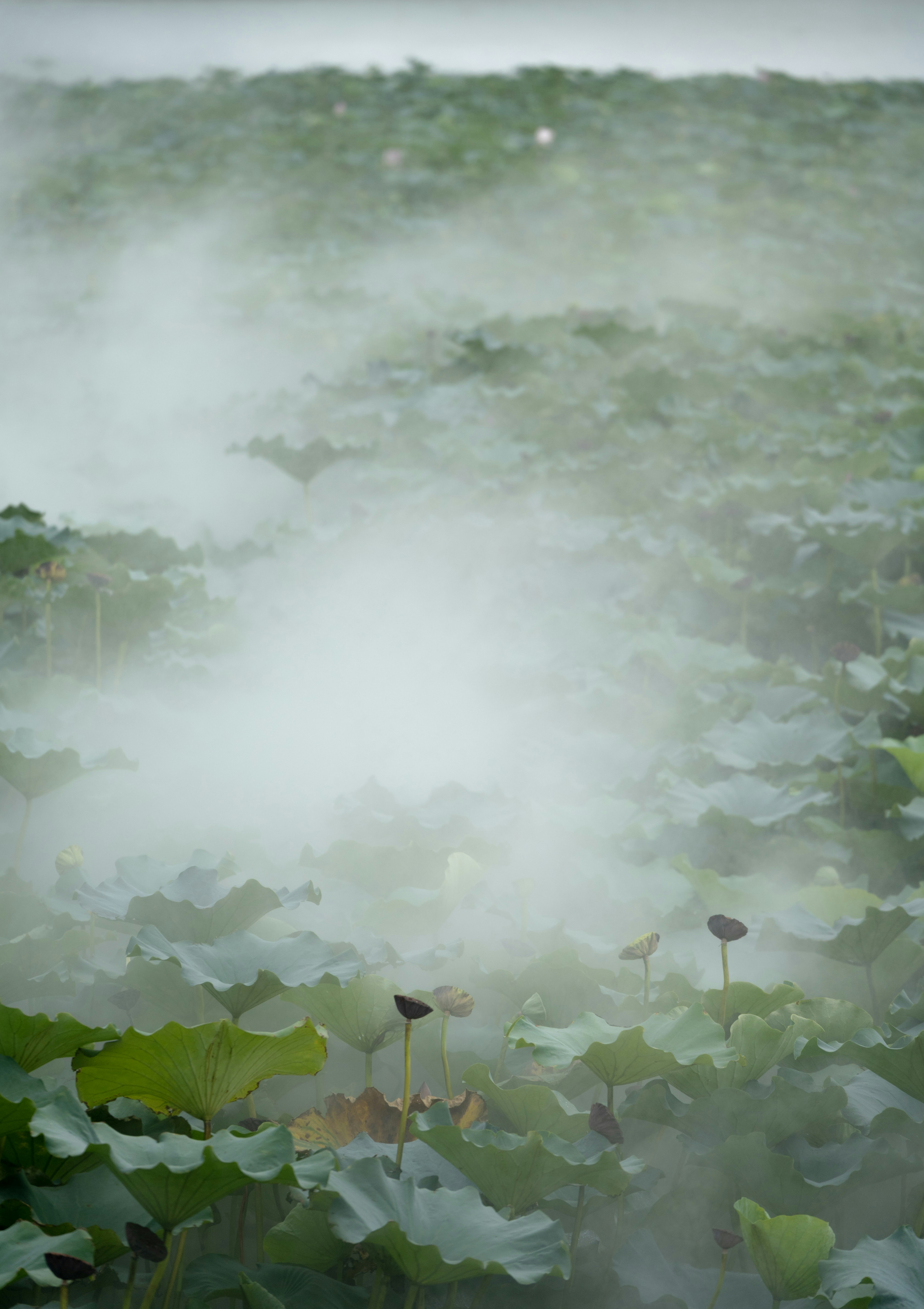 Misty lotus pond with green leaves and dark buds