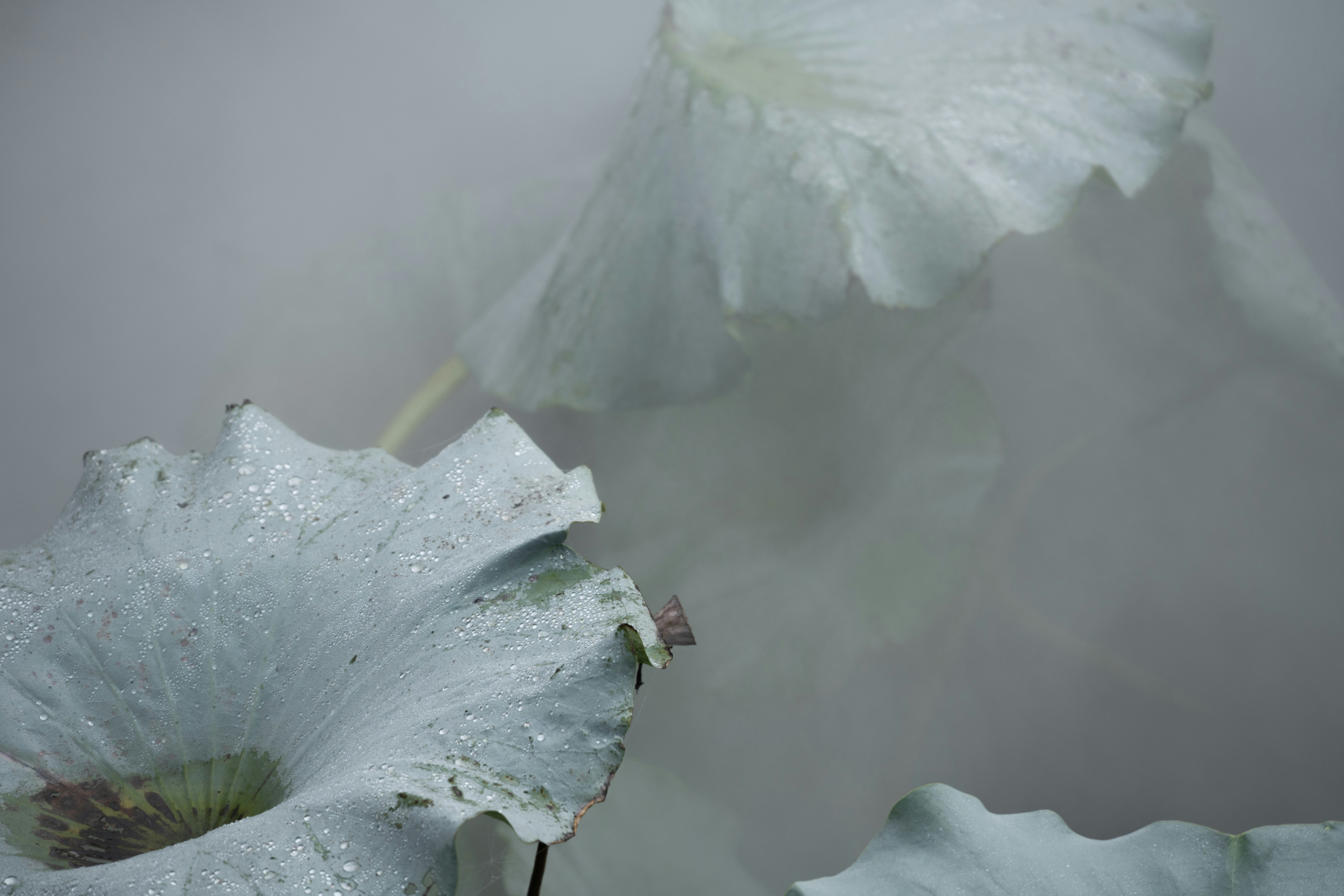 Lotus leaves adorned with droplets, partially obscured by a soft mist, create an ethereal atmosphere. The subtle hues and textures invite contemplation.
