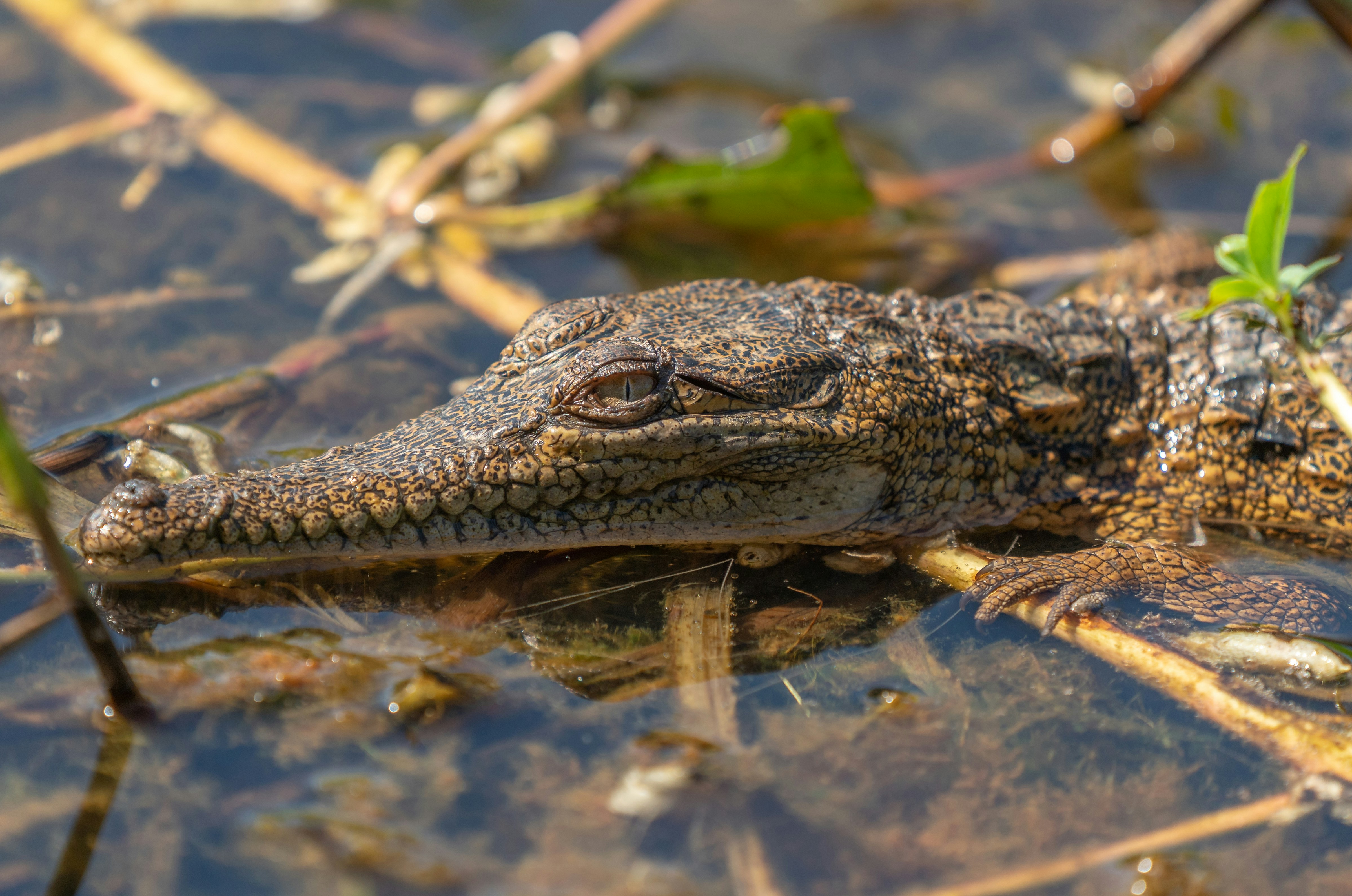 crocodile | A young crocodile rests in shallow water among reeds.