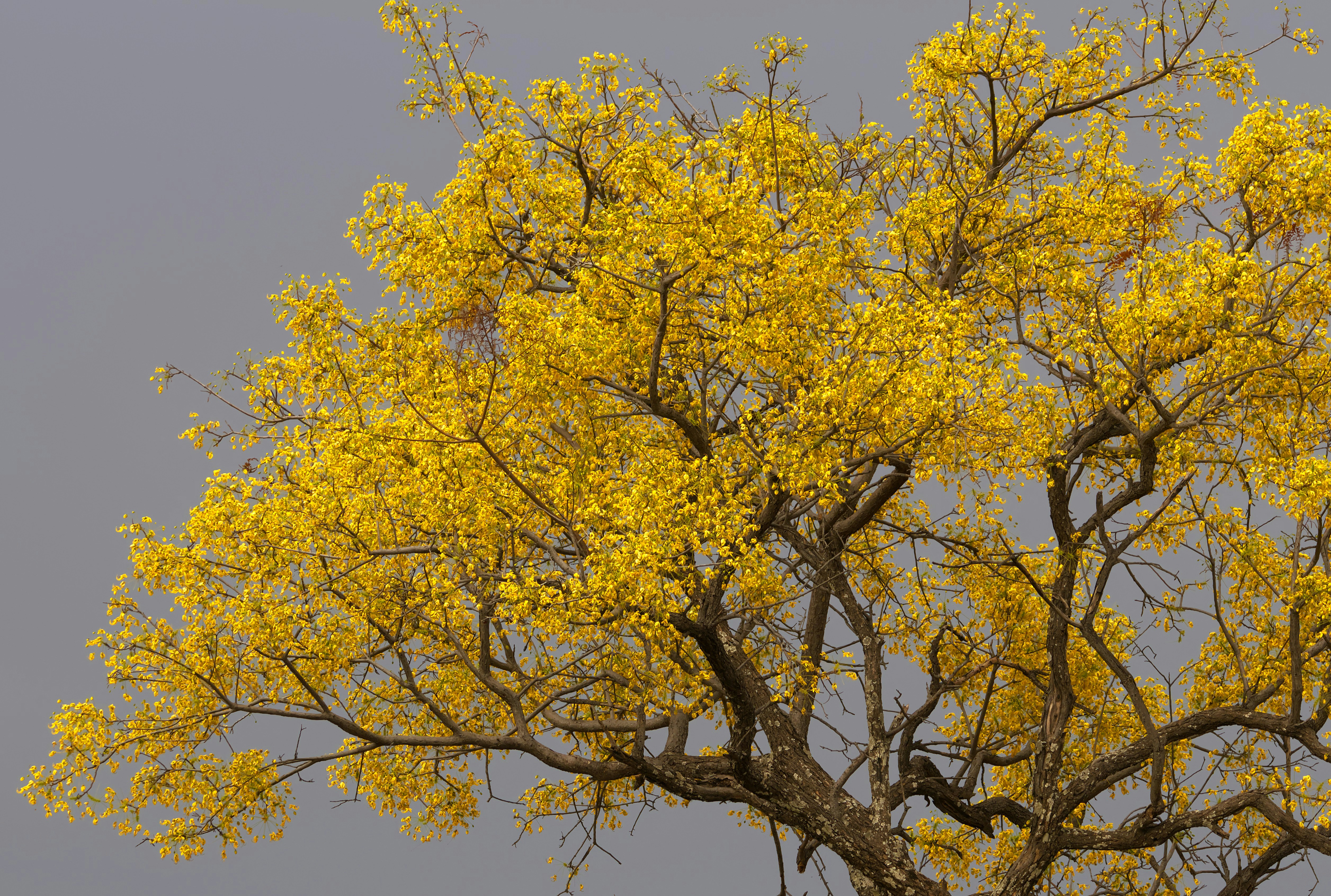 Yellow Jacaranda tree. | A tree with bright yellow flowers against gray sky